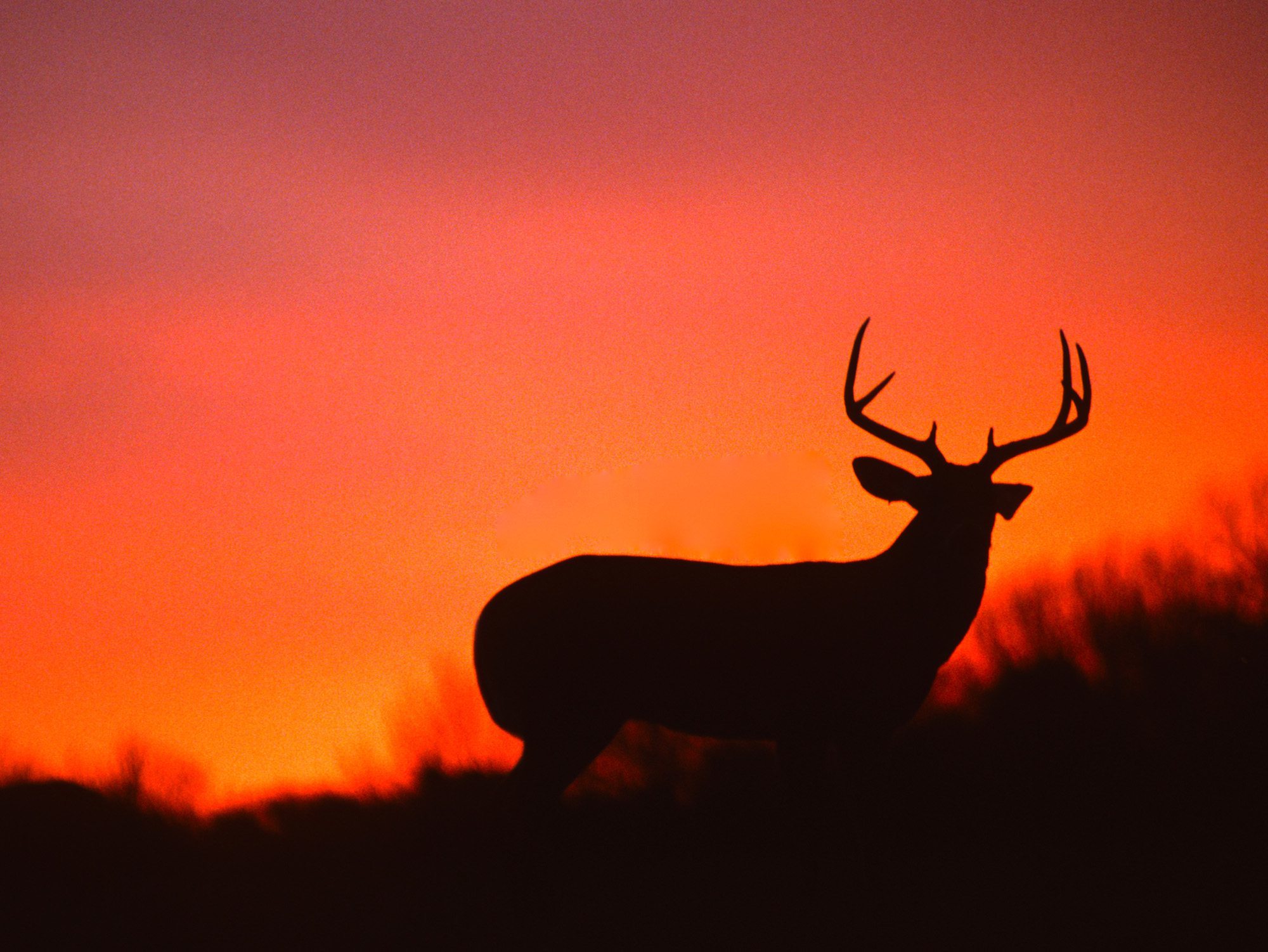 Whitetail Buck Jumping Silhouette