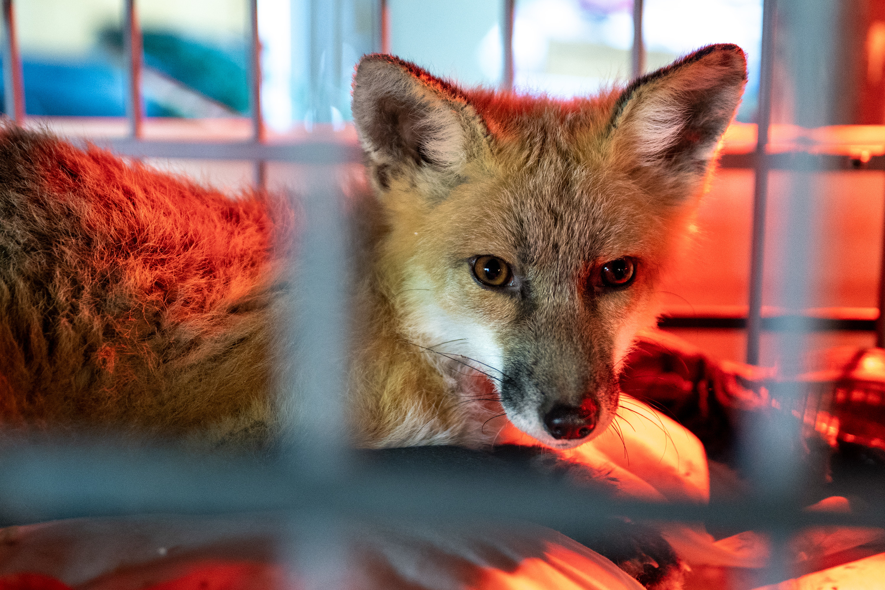 How To Tell If A Fox Has Mange