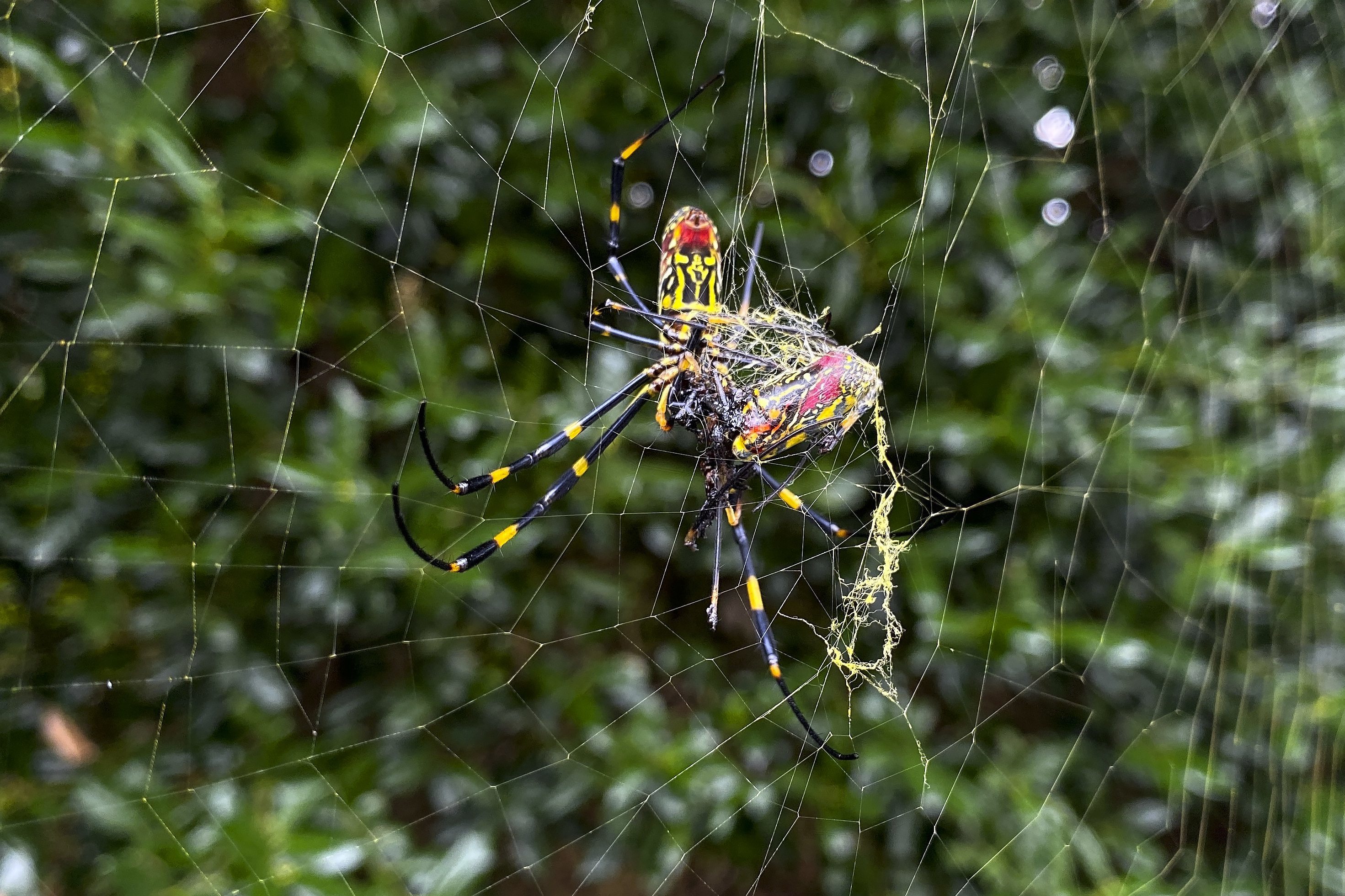 Giant Flying Spider What To Know About Joro Spiders Expected To Invade