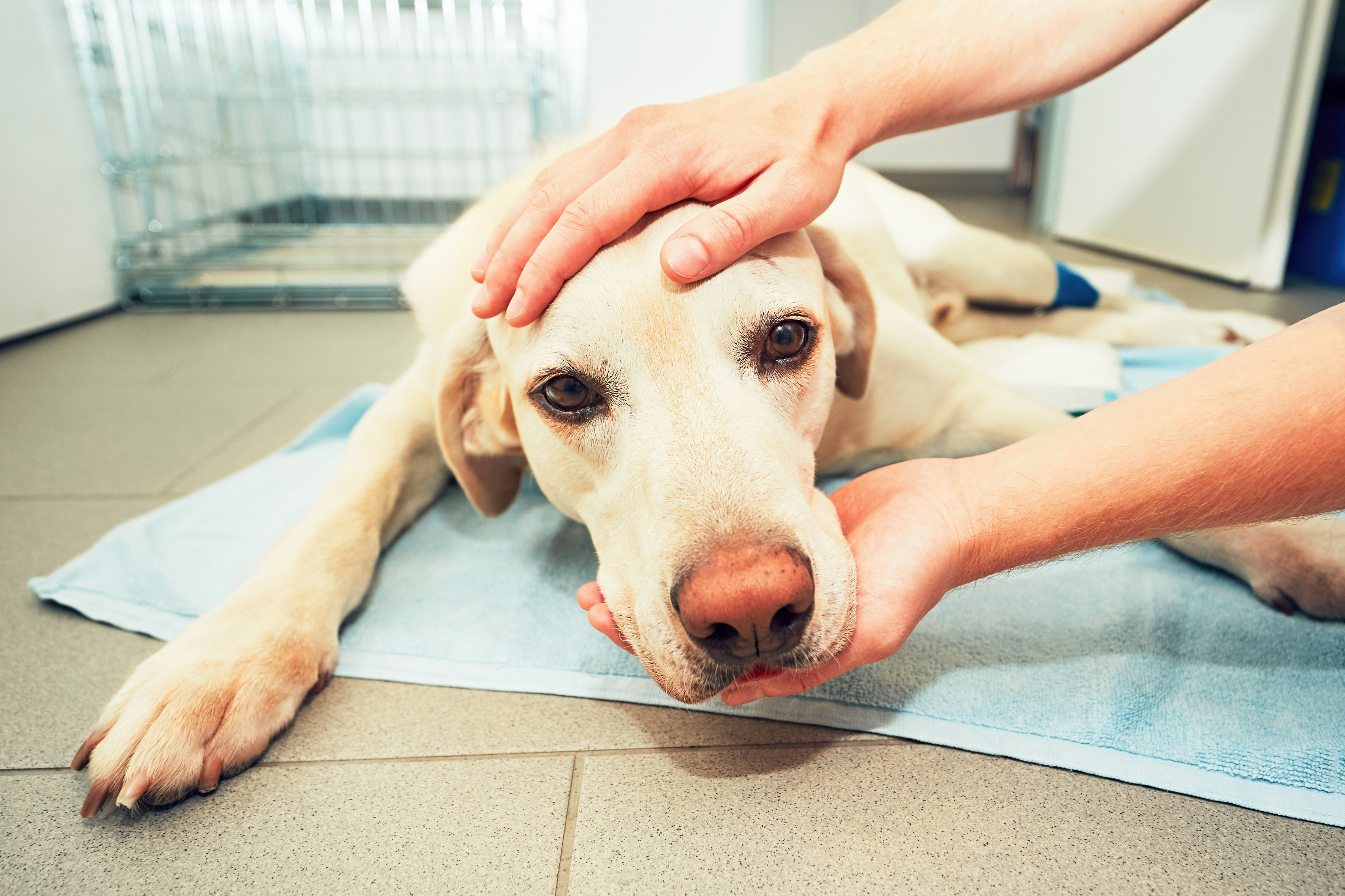 Qué Puede Hacer Que Un Perro Esté Letárgico