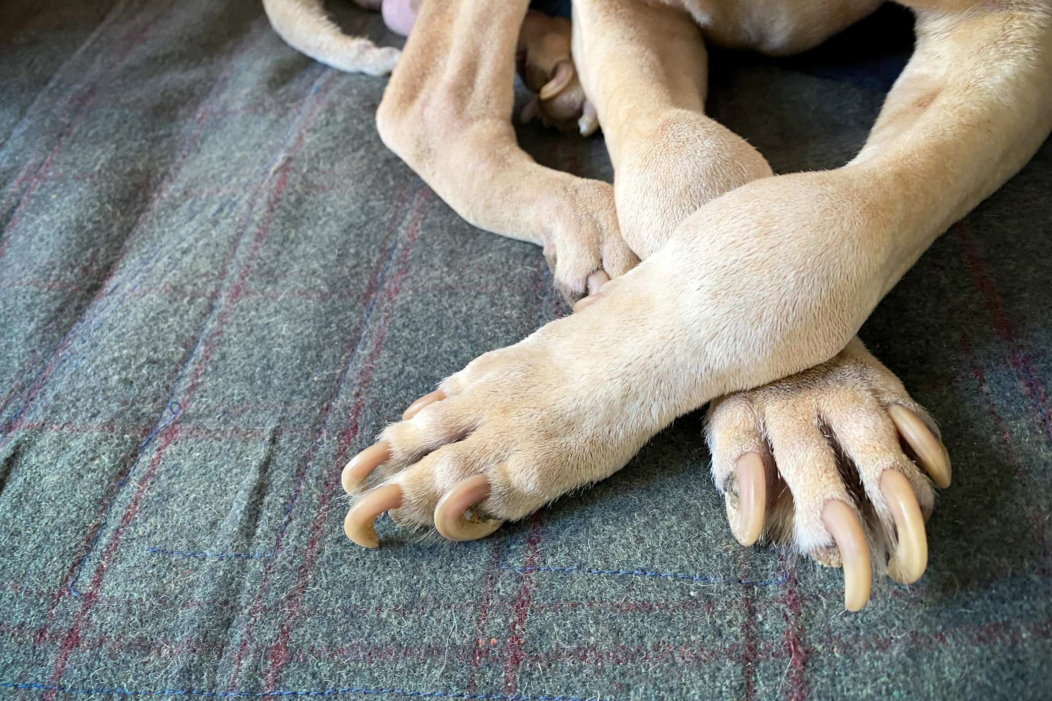 Las Uñas Largas Son Dolorosas Para Los Perros