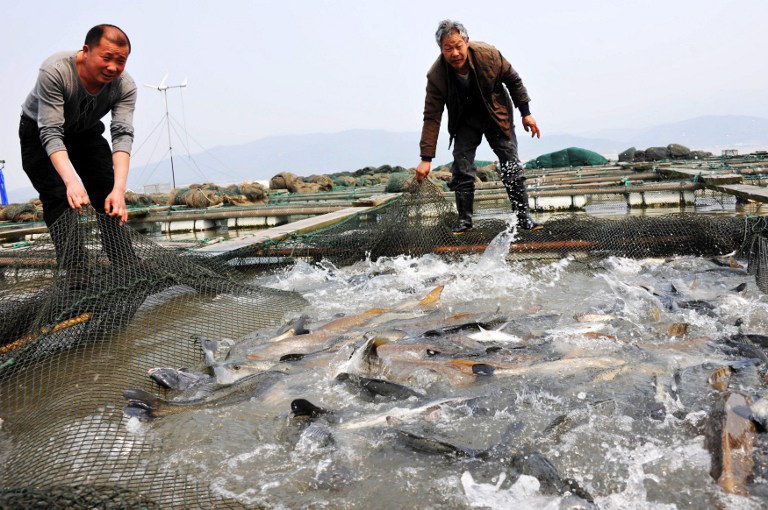 Chinese Fish Farm
