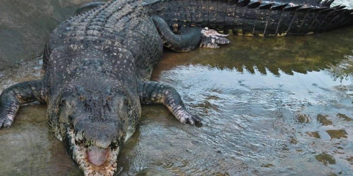 Cocodrilo De Lolong Muerto El REPTIL MÁS GRANDE DEL MUNDO Falleció A