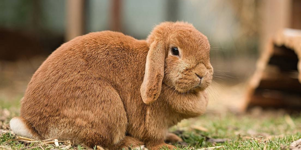 Una coneja generó un desastre tras romper 12 macetas: tapó el desagüe y ...
