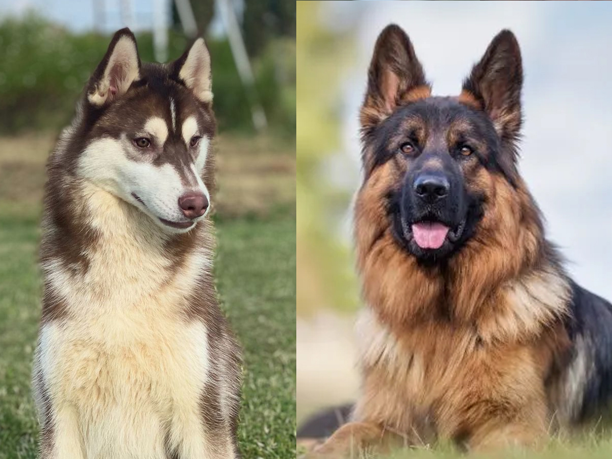 Razas De Perros Pastor Husky