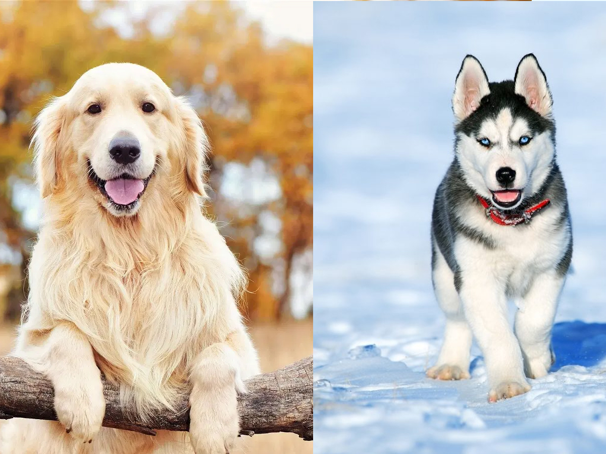 Mezcla De Husky Siberiano Y Golden Retriever Adulto