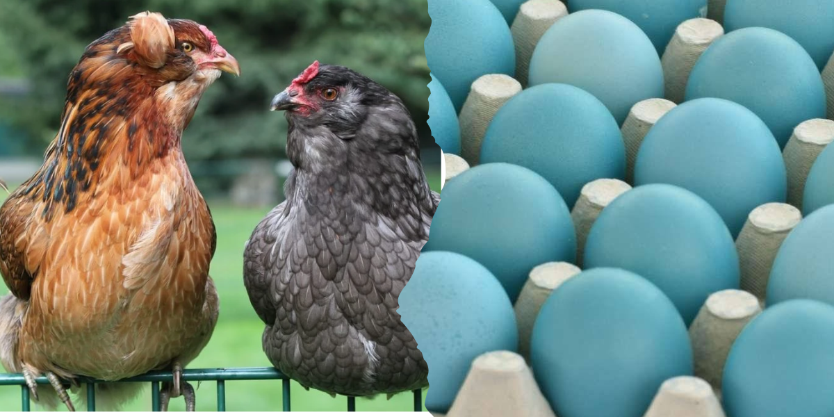 Gallinas Ponedoras De Huevos Azules