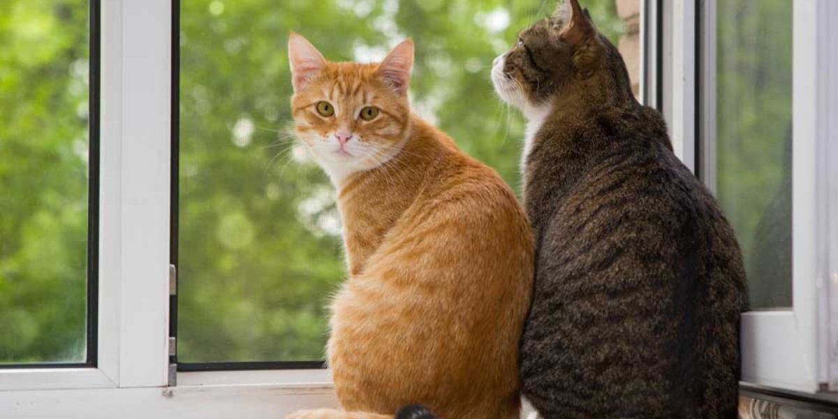 Origen De La Barba De Gato Cuento Peludo: Palabra De Gato En El