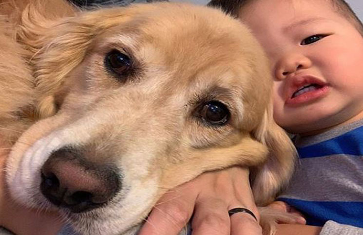 La historia de amor entre un perro labrador y un bebé que conmueve al ...
