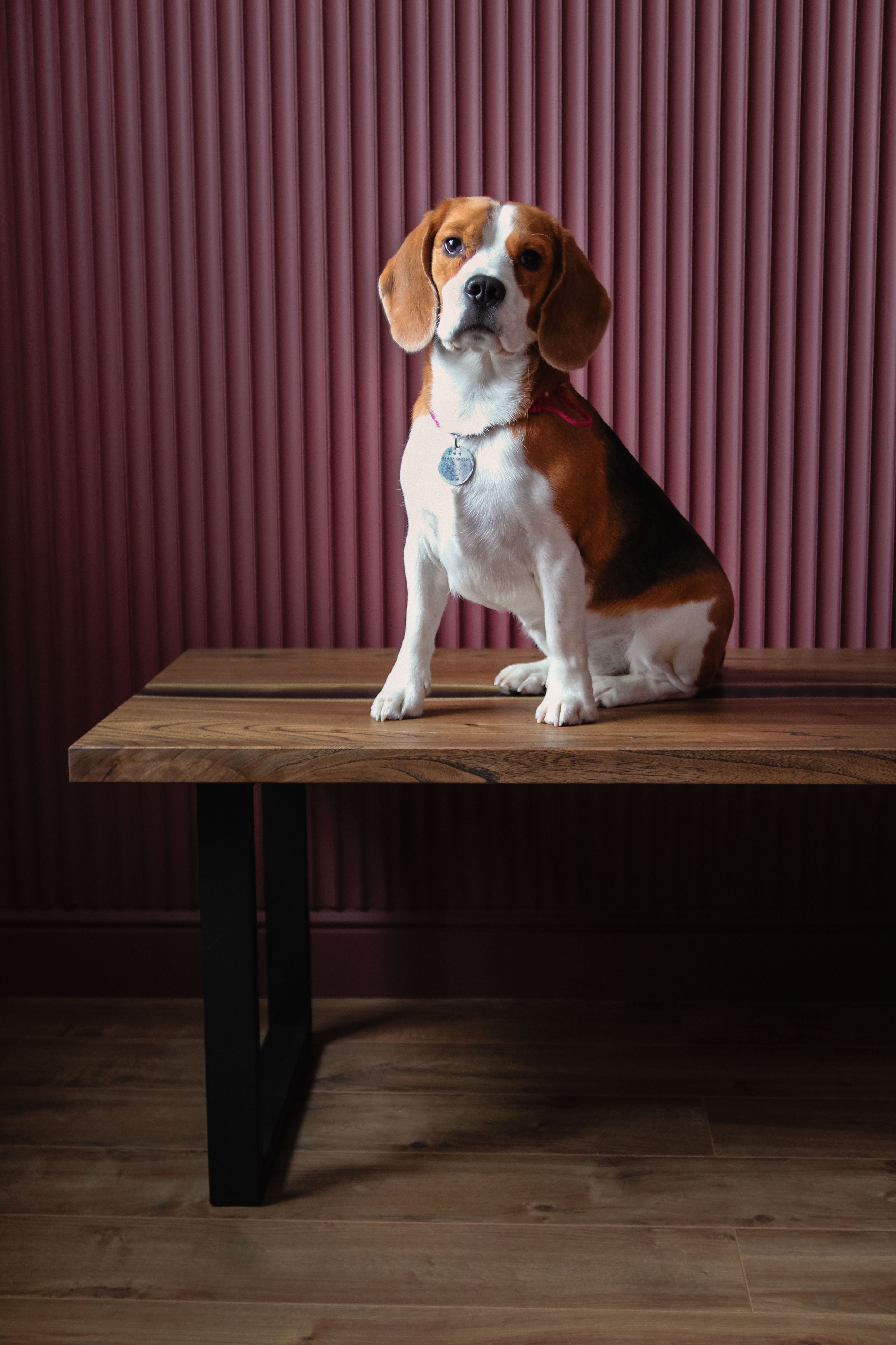 Beagle Que Se Parece A Snoopy