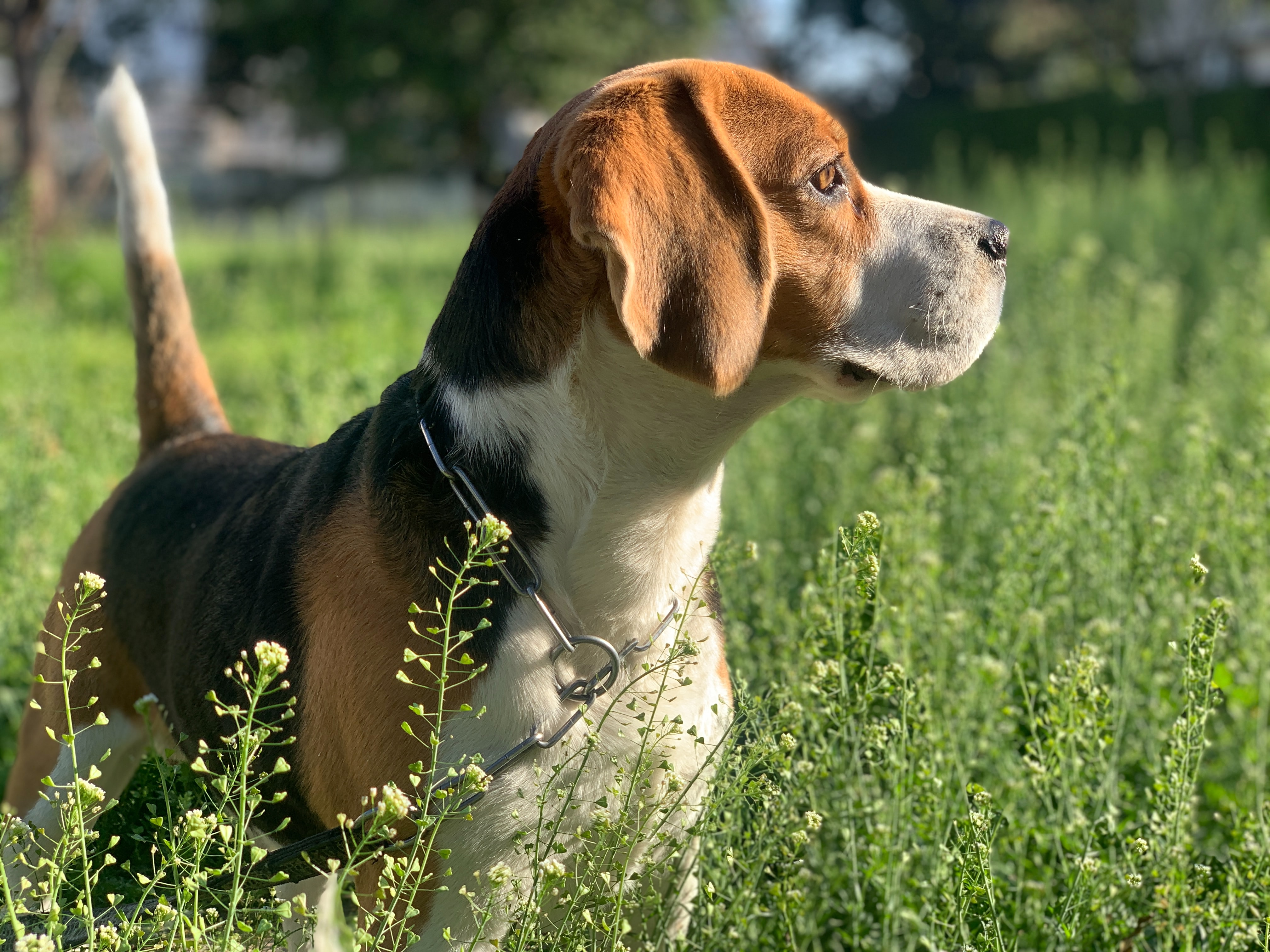 Beagle Que Se Parece A Snoopy