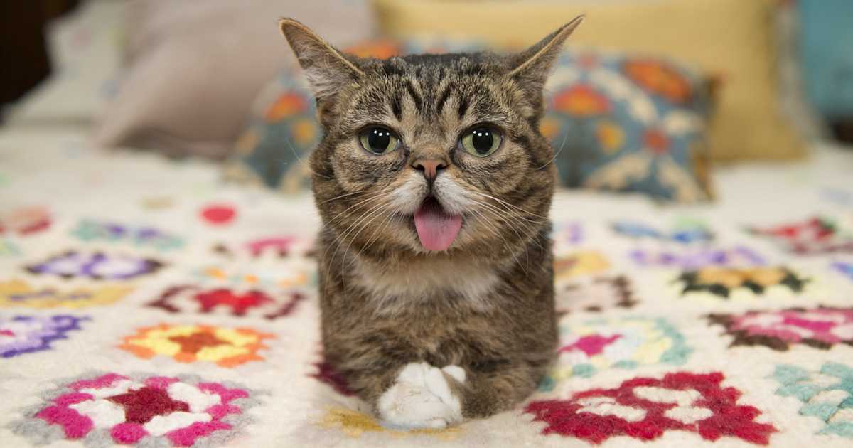 Dueño De Lil Bub