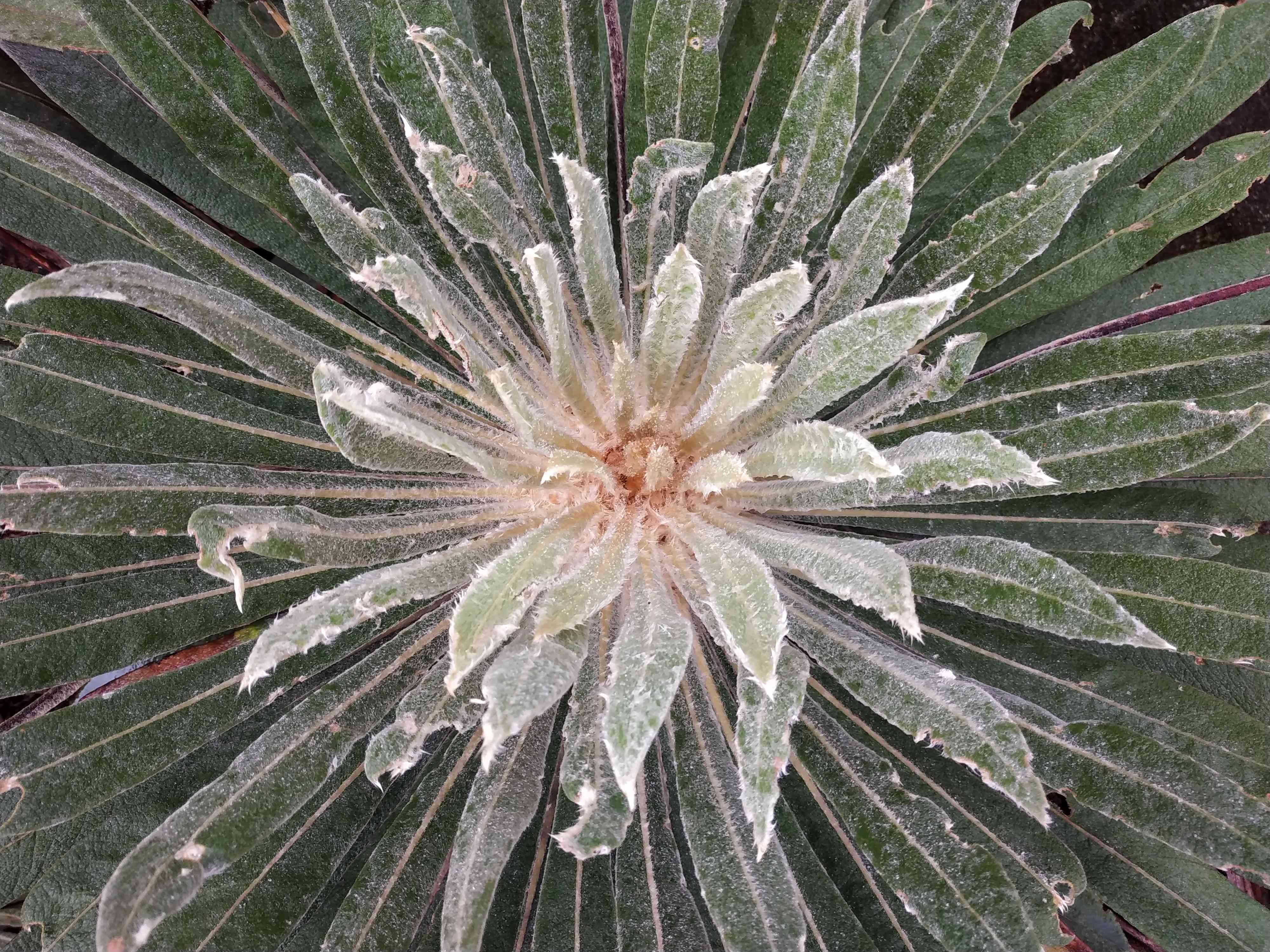 Siembran 200 frailejones en páramo del Valle del Cauca - Semana