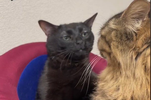 Gato Mirando A Un Feo