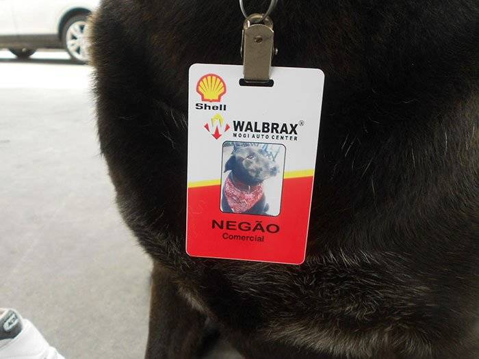 perro empleado de gasolinera - Semana