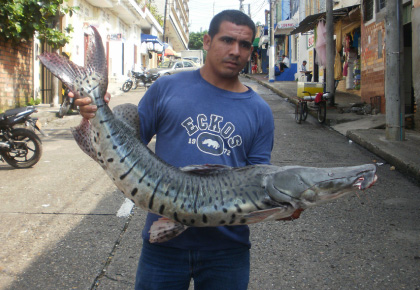El ocaso del bagre rayado