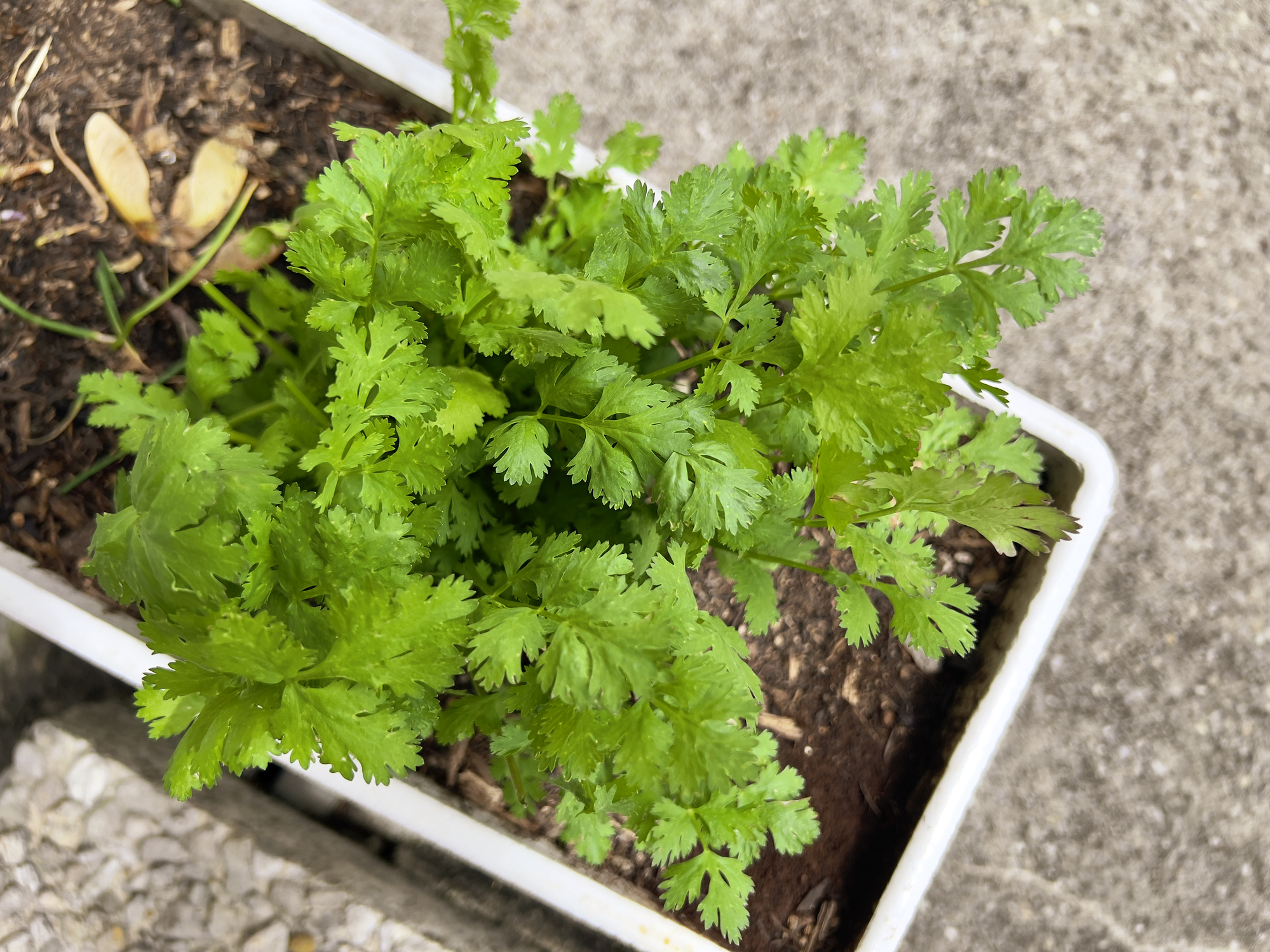 Imágenes De Cultivo De Cilantro A Partir De Semillas