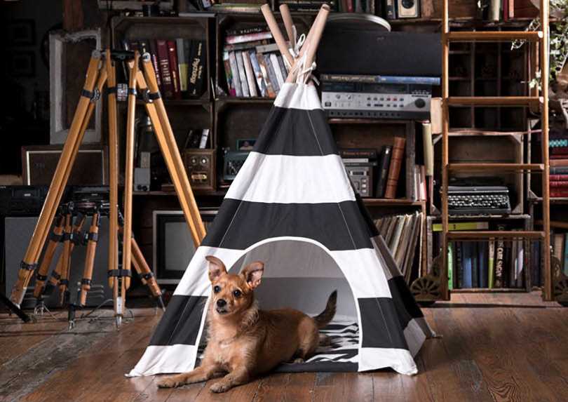 Regalos para un perro perezoso - Semana