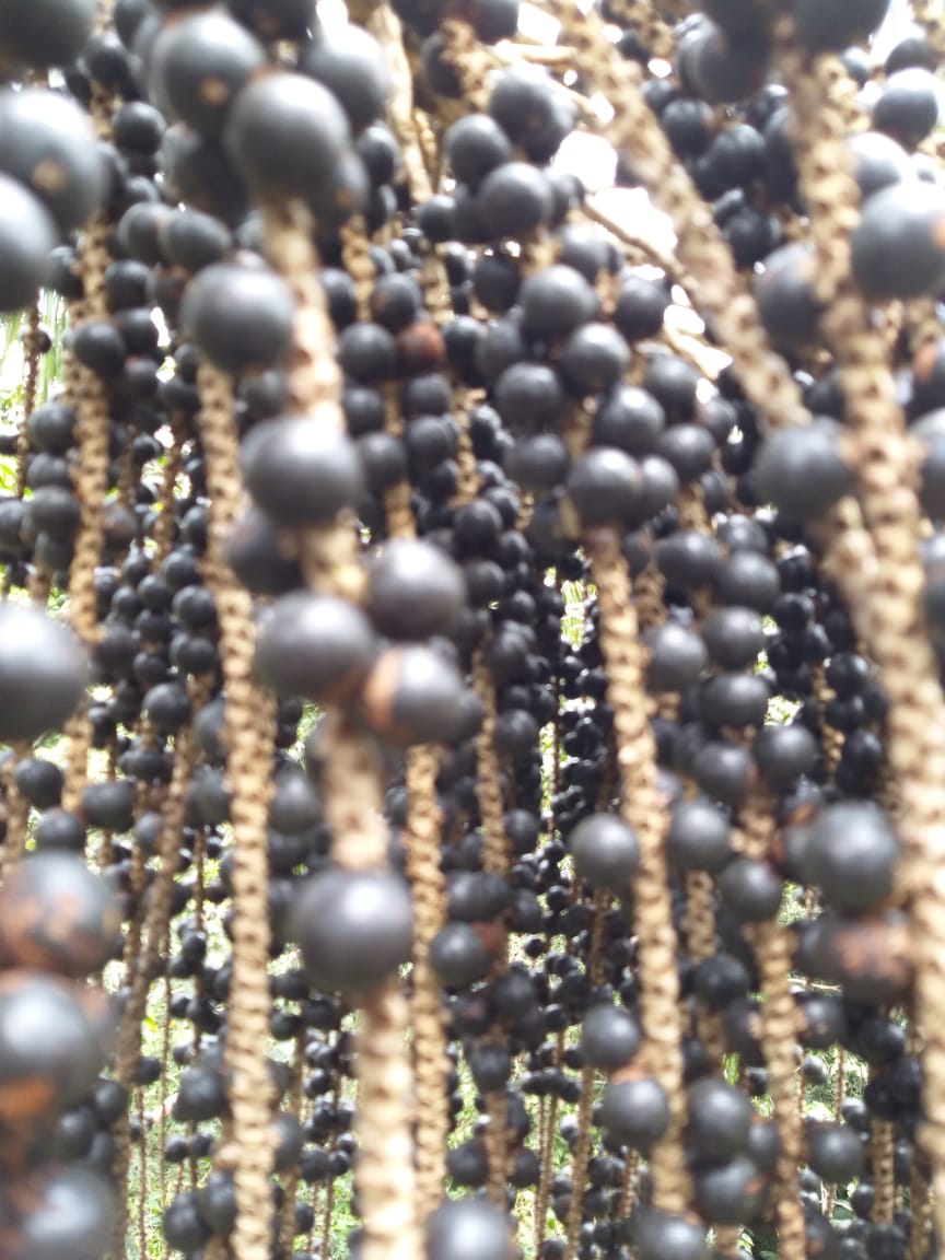 El asaí: el fruto que transformó la vida de 80 familias en Puerto Asís ...