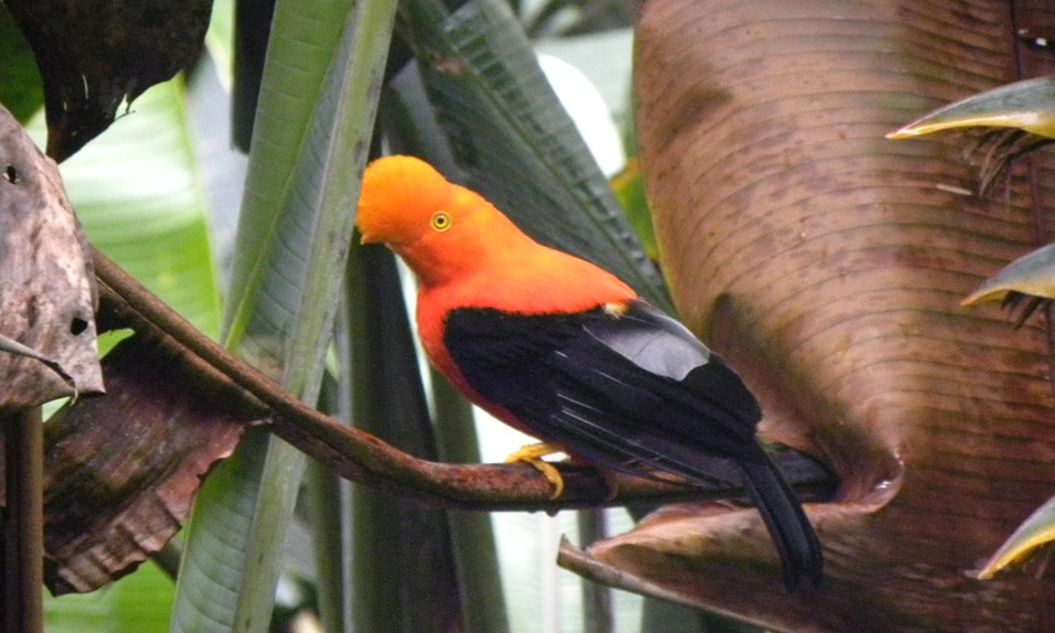 El sur del Tolima, otra potencia descubierta para el avistamiento de ...