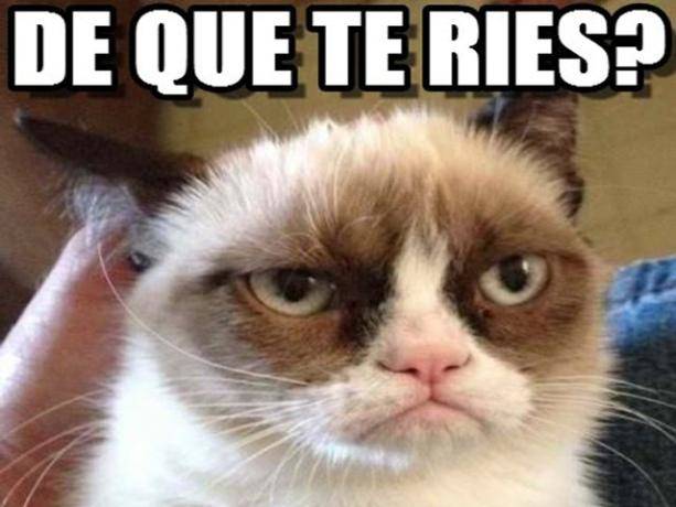 Muere Grumpy Cat, la ‘gata gruñona’ que era un fenómeno en internet ...