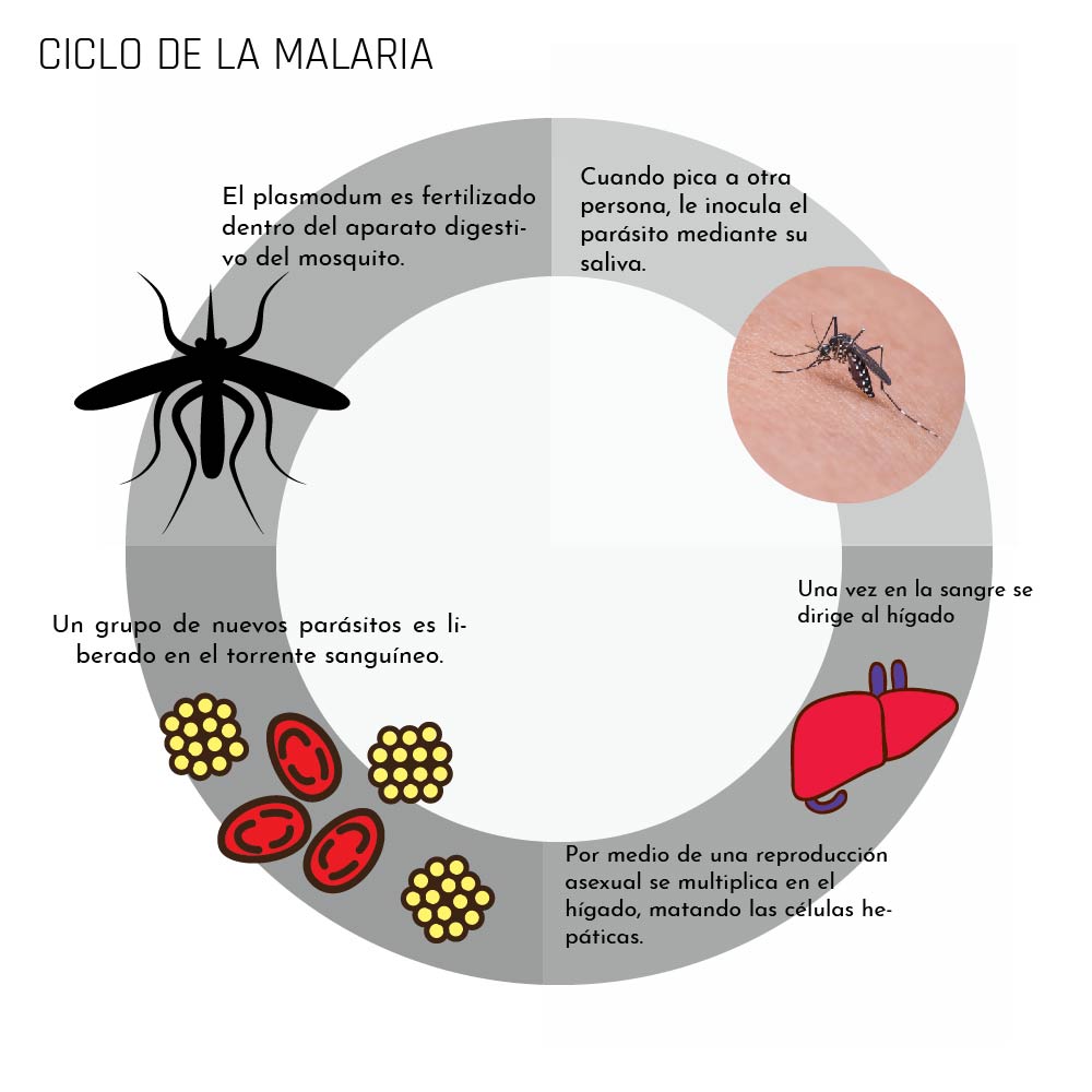 Malaria: el pacífico colombiano contra el animal más letal del mundo