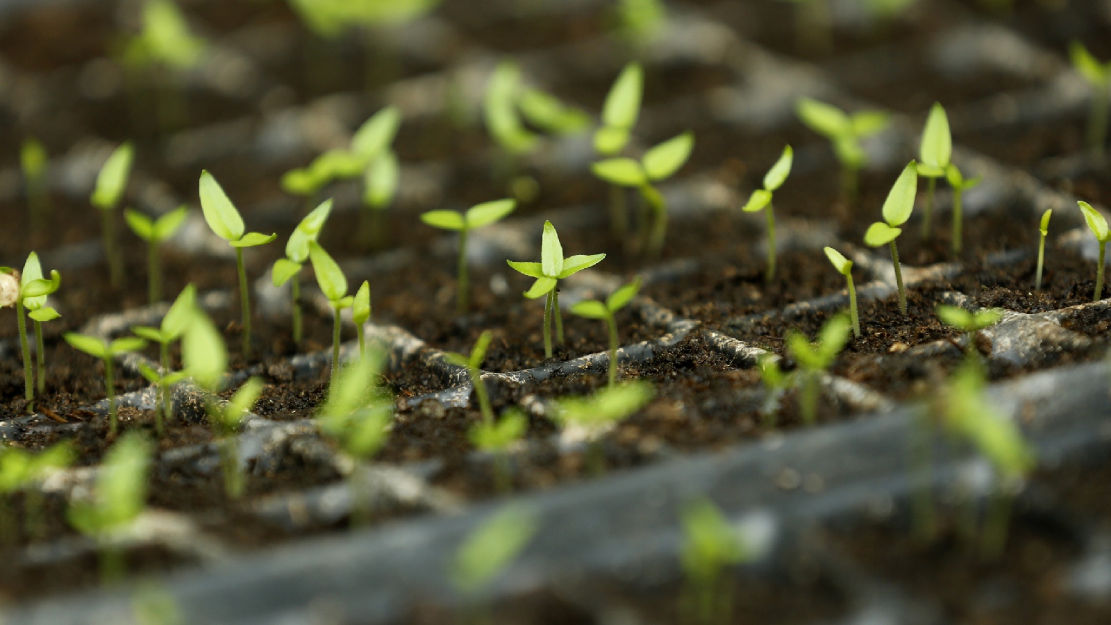 Una charla con David Hunt, el 'Steve Jobs' de la agrotecnología - Semana