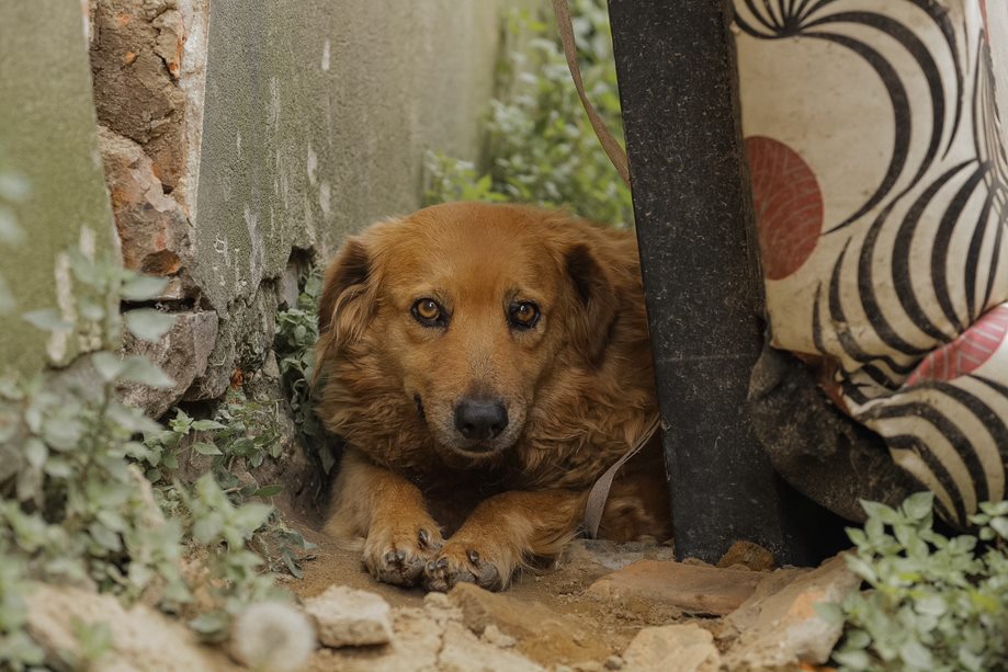Puede Un Diente Infectado Causar Convulsiones En Perros