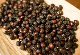 Las hormigas culonas