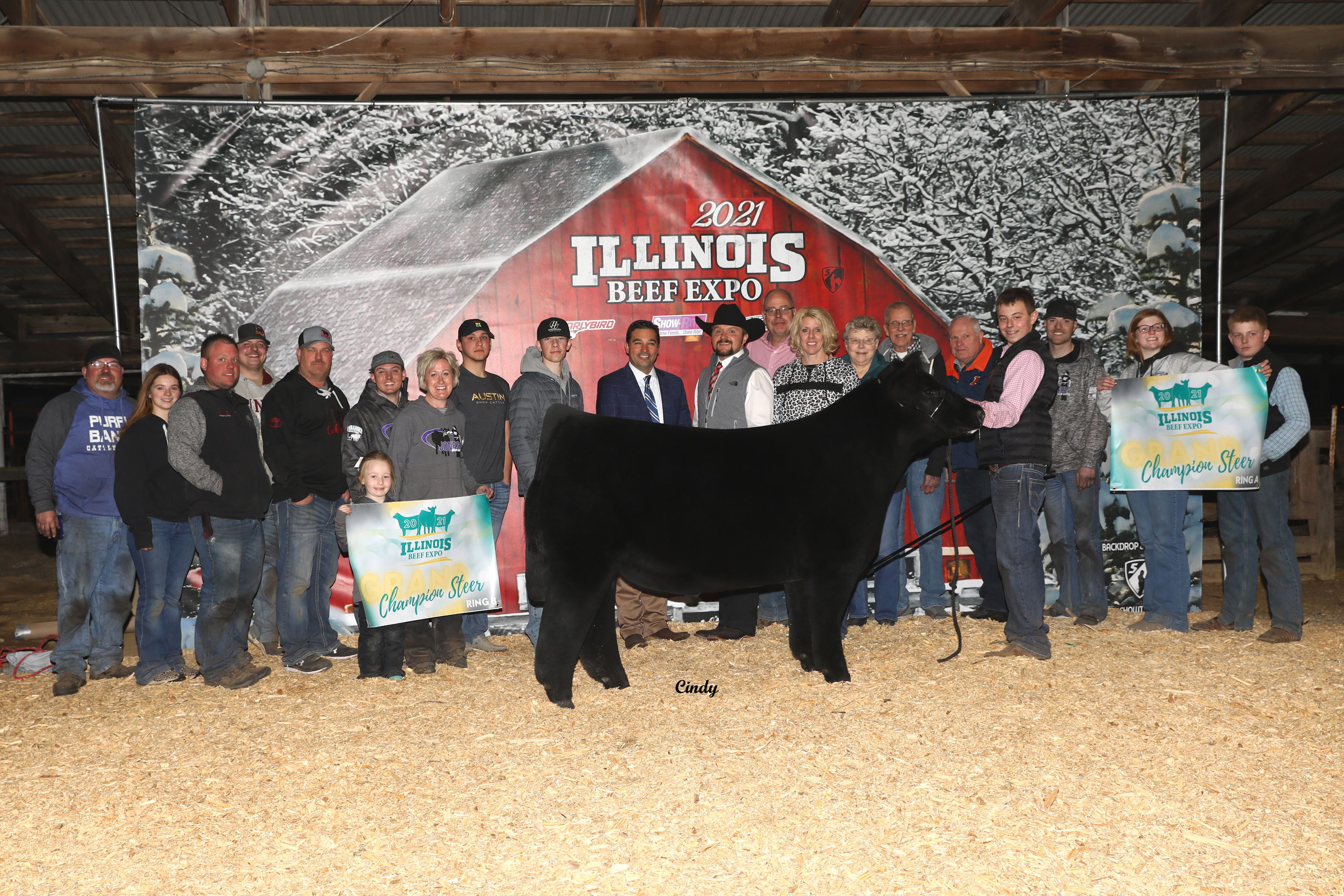 Chianina Show Steers