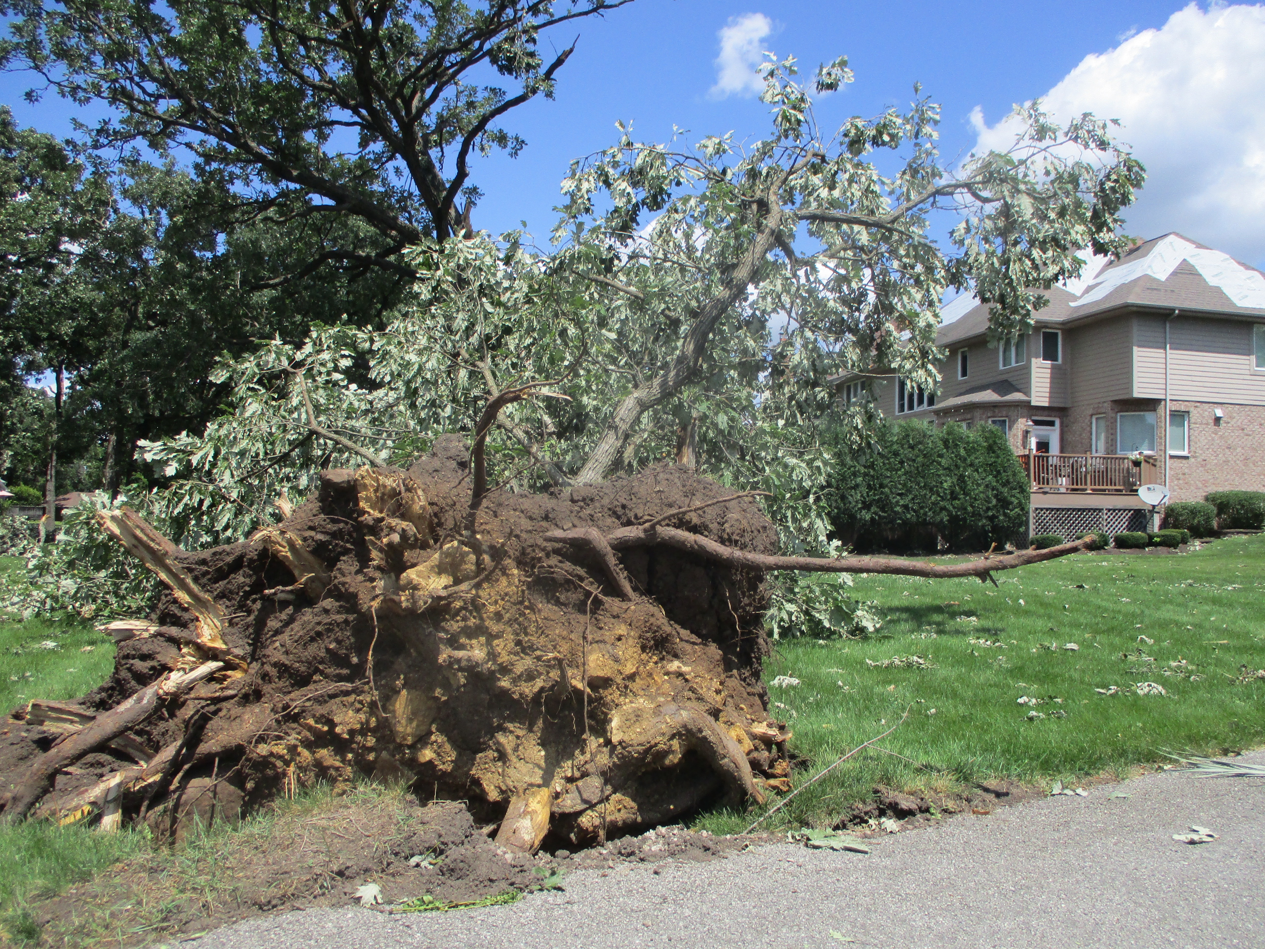 Uprooted Tree Crest