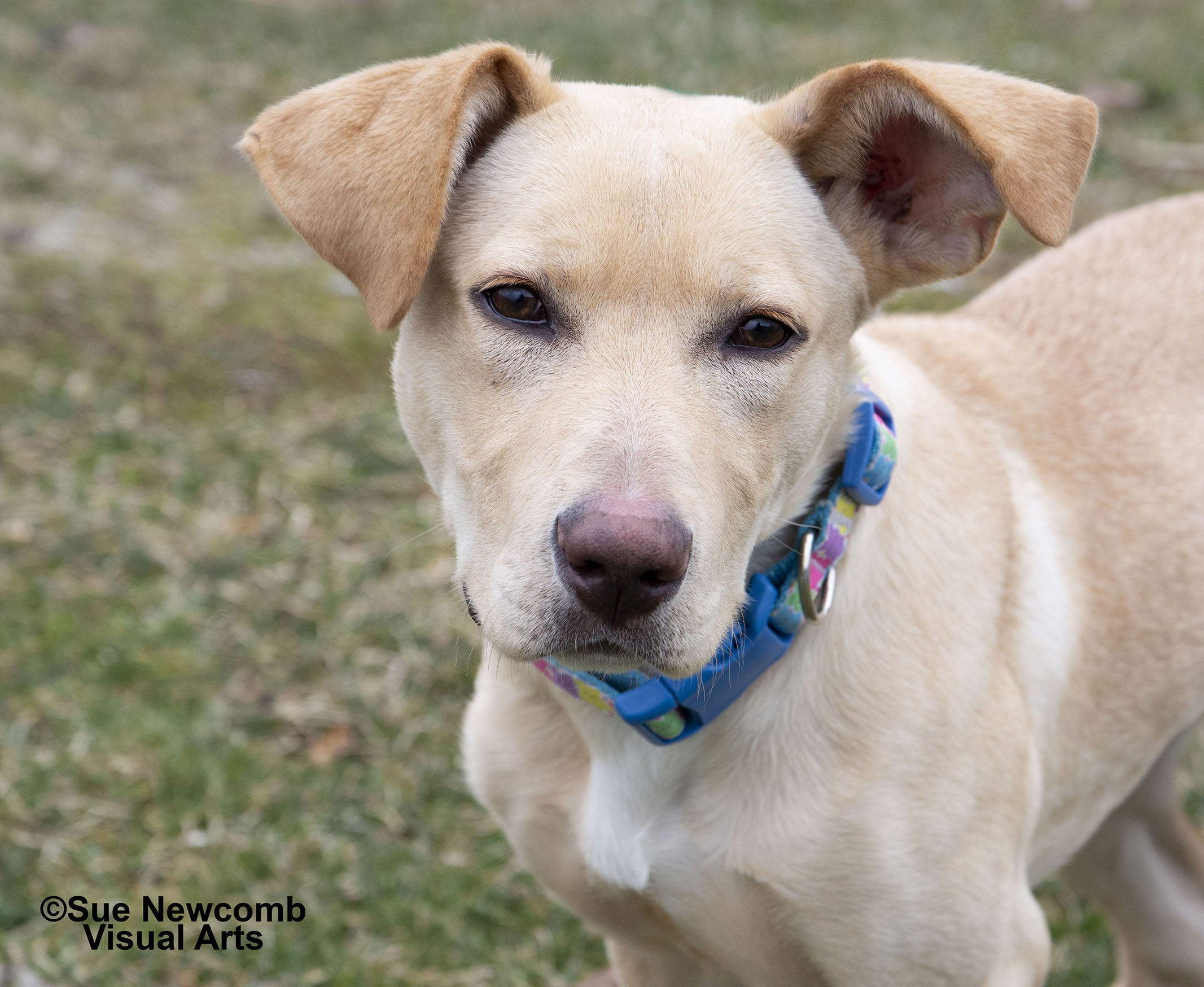 Terrier Yellow Lab Mix
