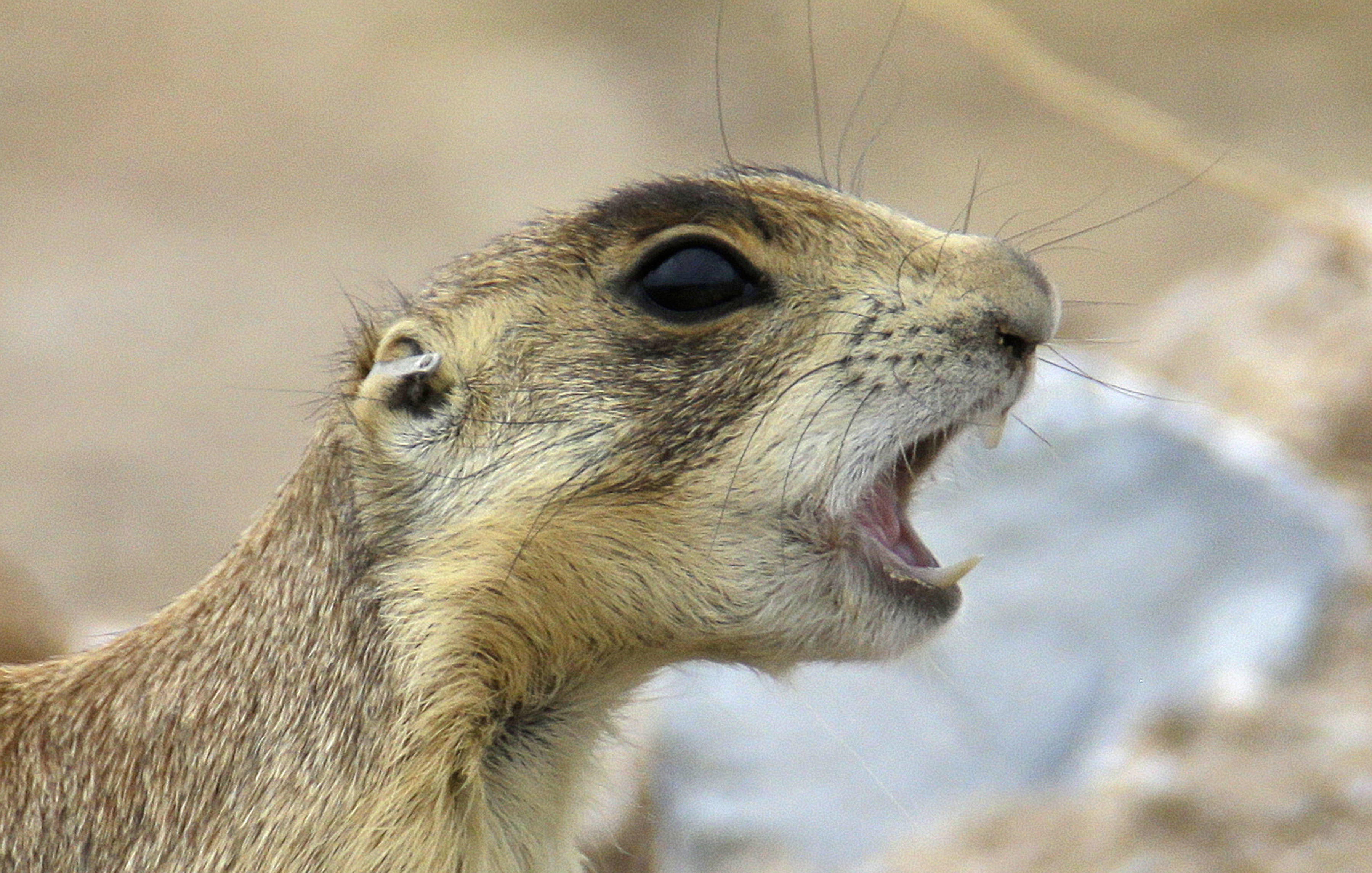 Why Are Prairie Dogs Endangered