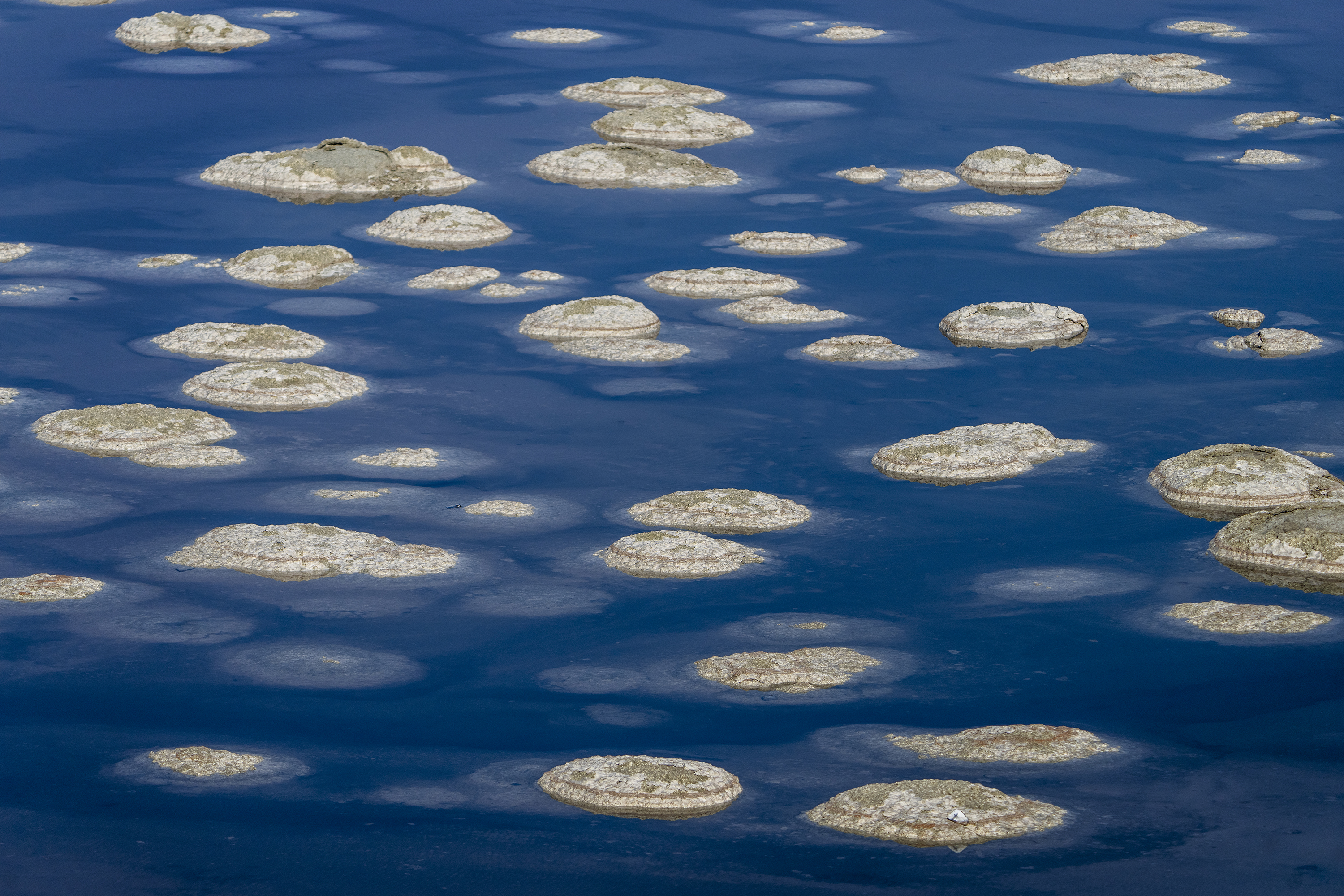 What Animals Are In Salt Water