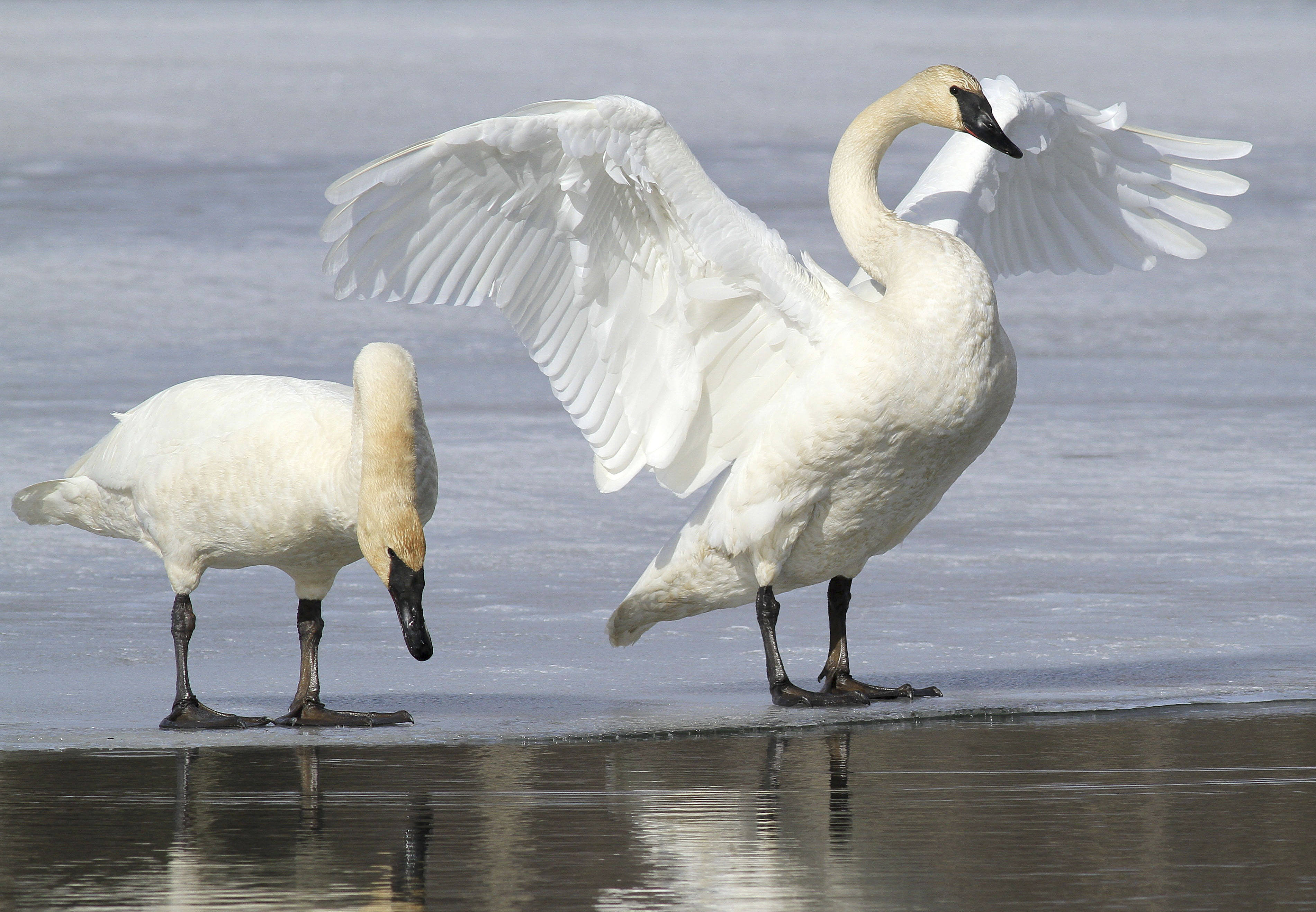 Trumpeter Swan Size