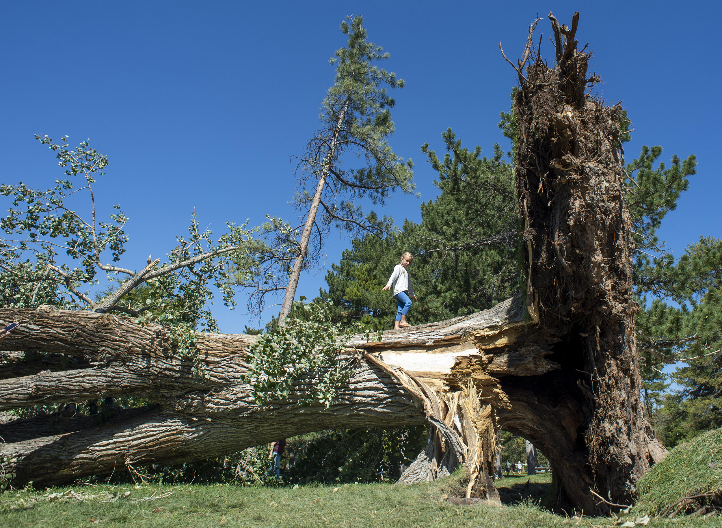 Utahns say goodbye to beloved trees in the windstorm’s aftermath - The ...