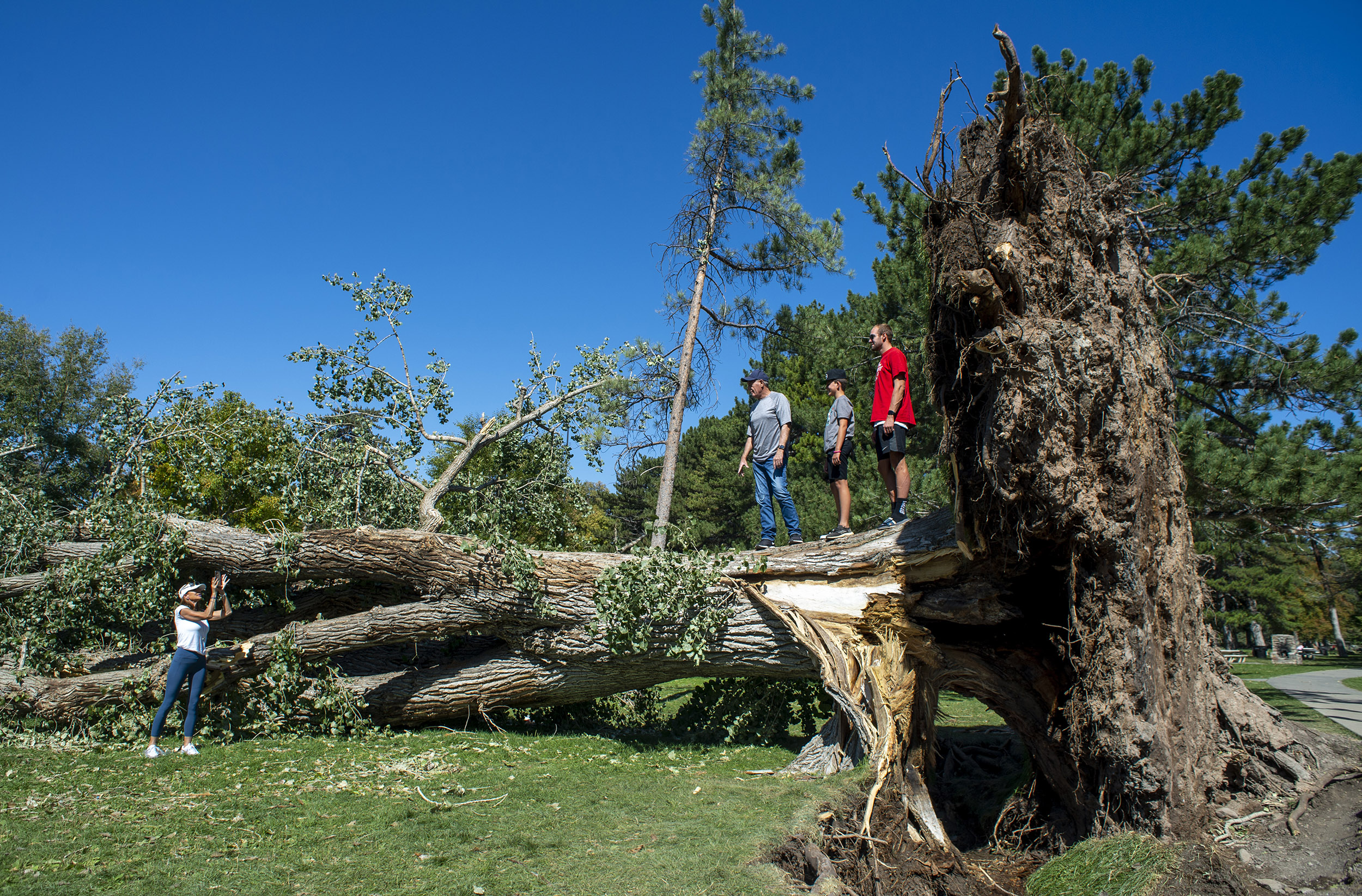 Utahns say goodbye to beloved trees in the windstorm’s aftermath - The ...