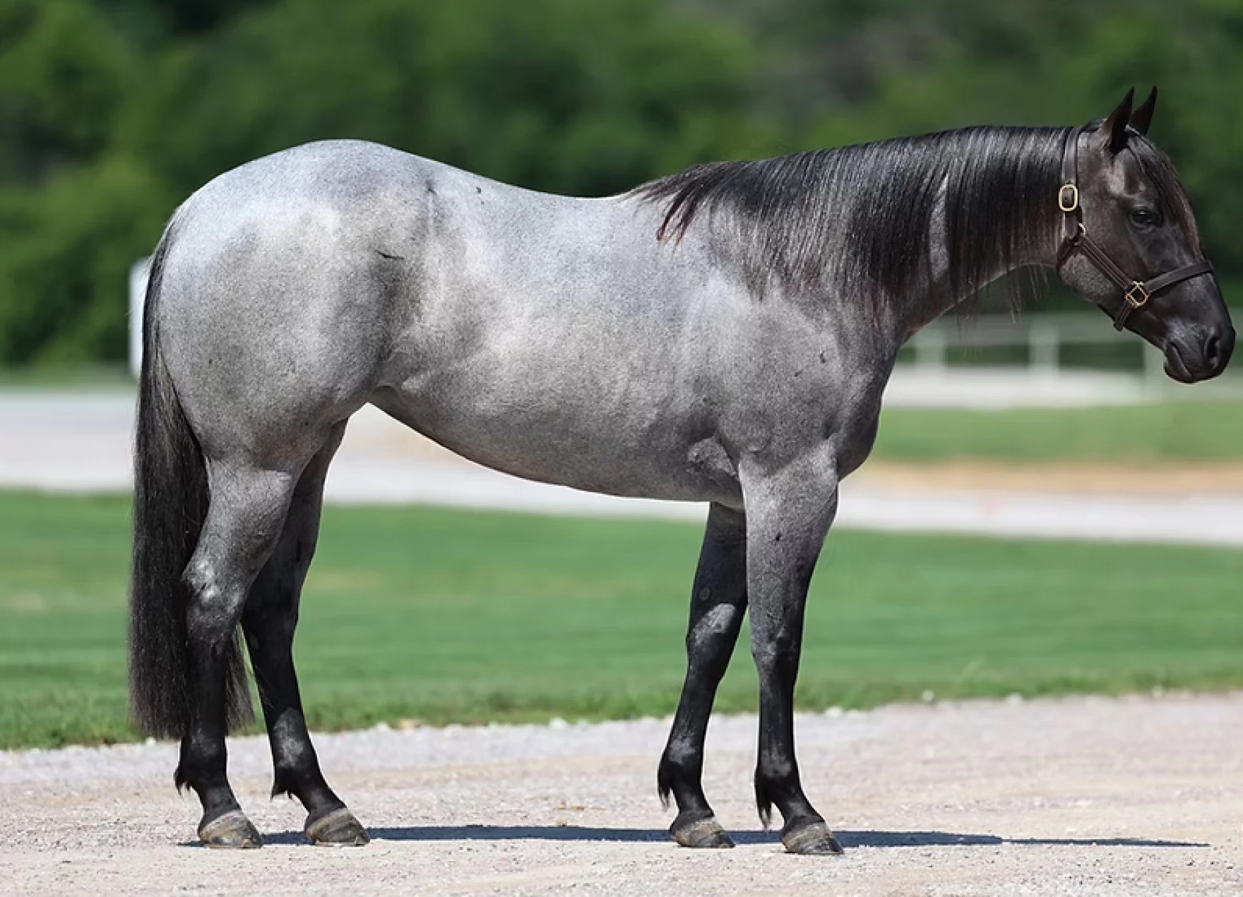 Gray Quarter Horse Stallion