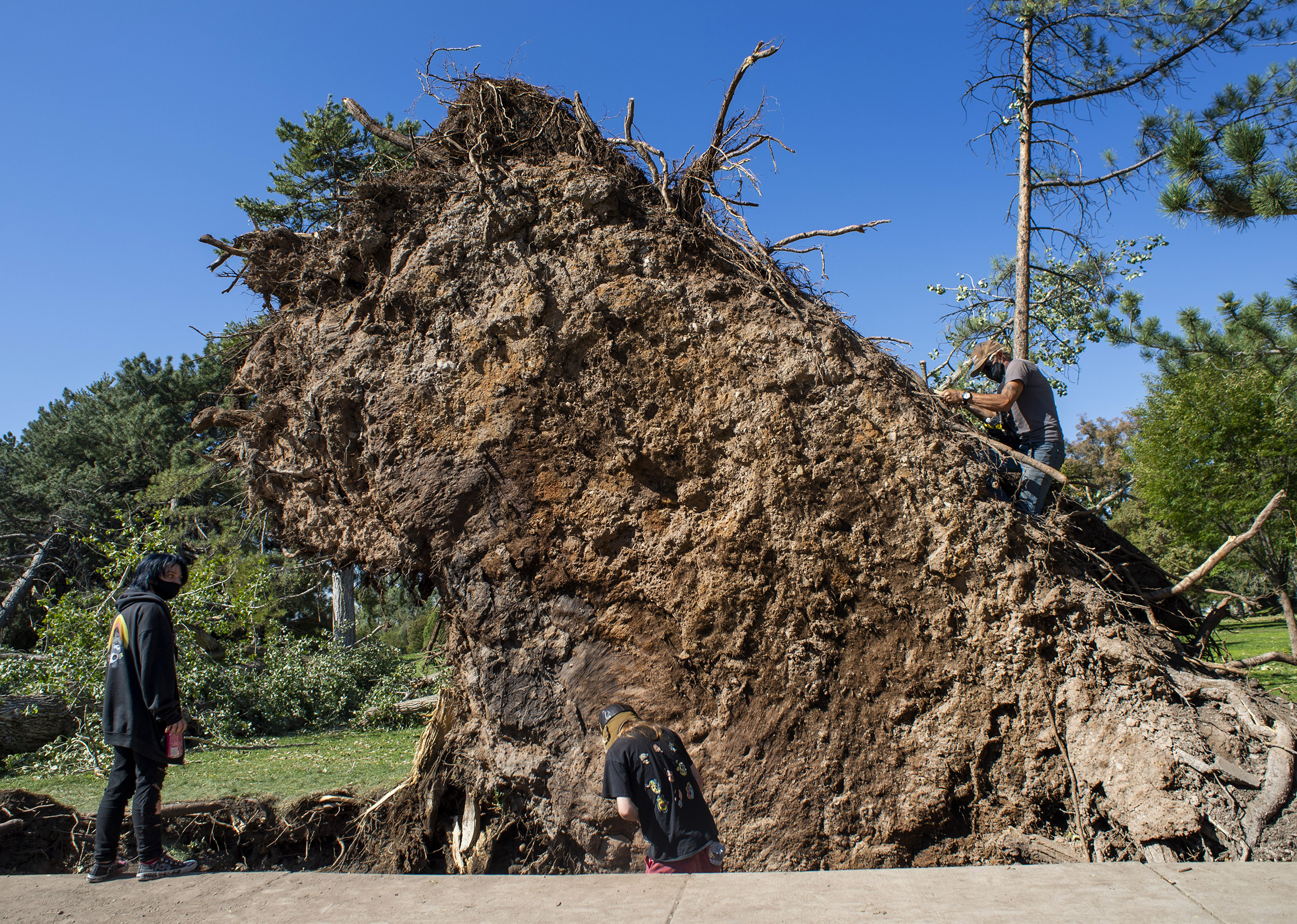 Utahns say goodbye to beloved trees in the windstorm’s aftermath - The ...