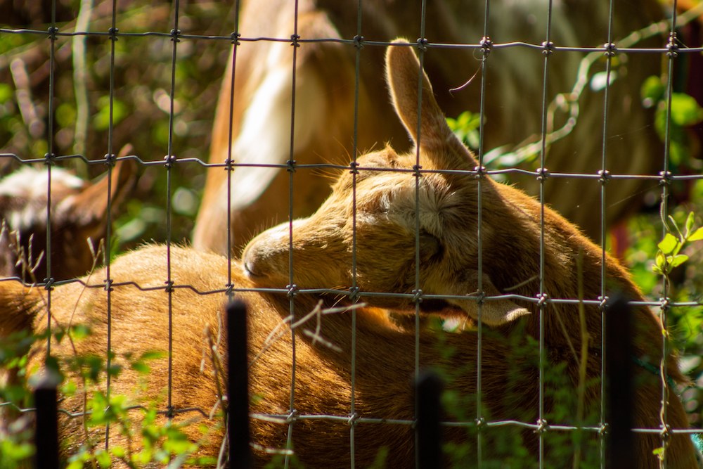 Riverside Park Conservancy hosts goat retirement ceremony, crowns GOAT ...