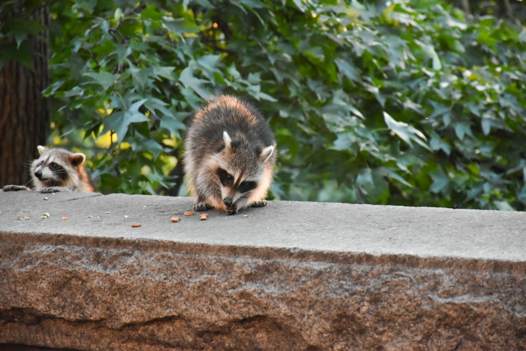 A Love Letter to the Riverside Park Raccoons - Columbia Daily Spectator
