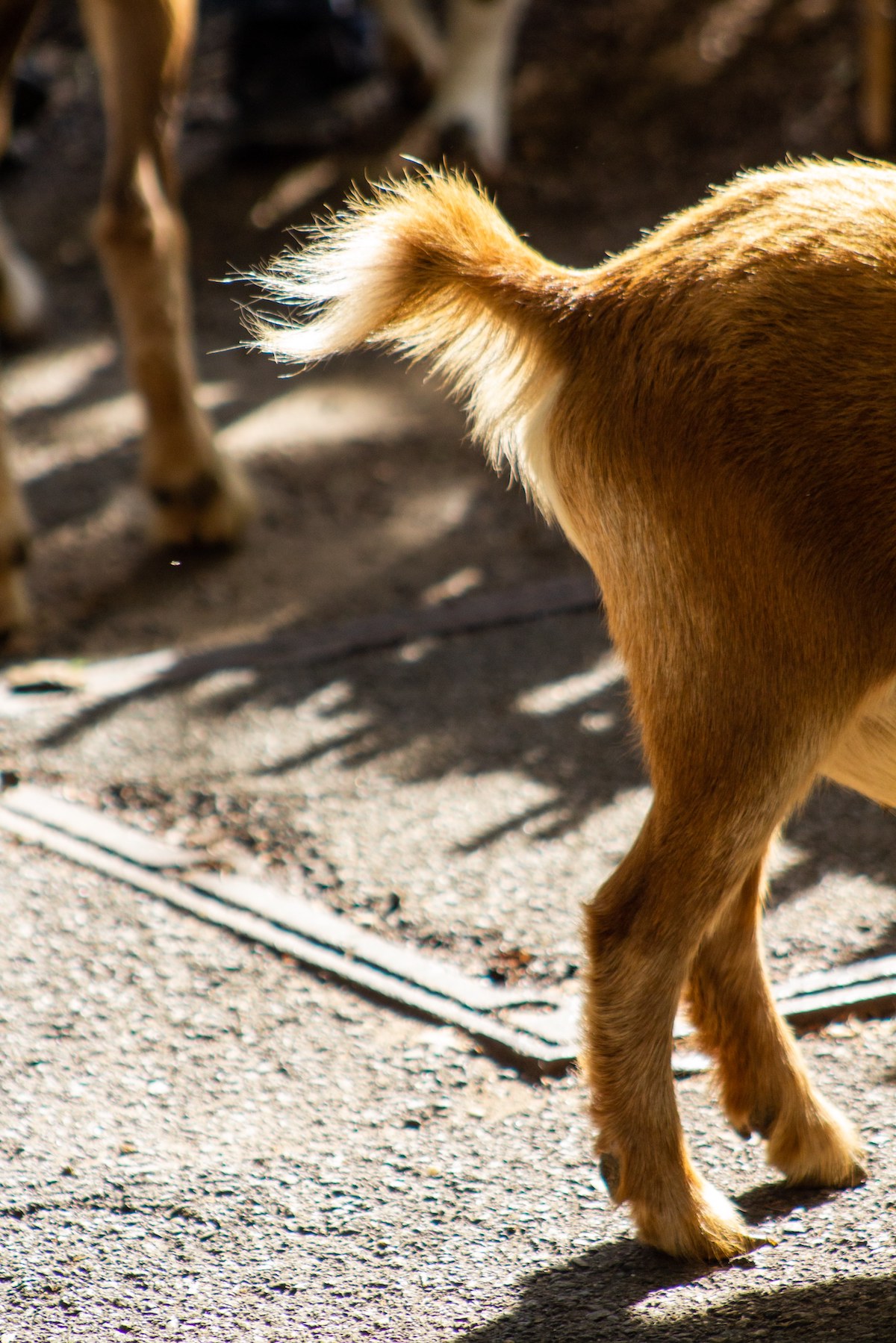 Riverside Park Conservancy hosts goat retirement ceremony, crowns GOAT ...
