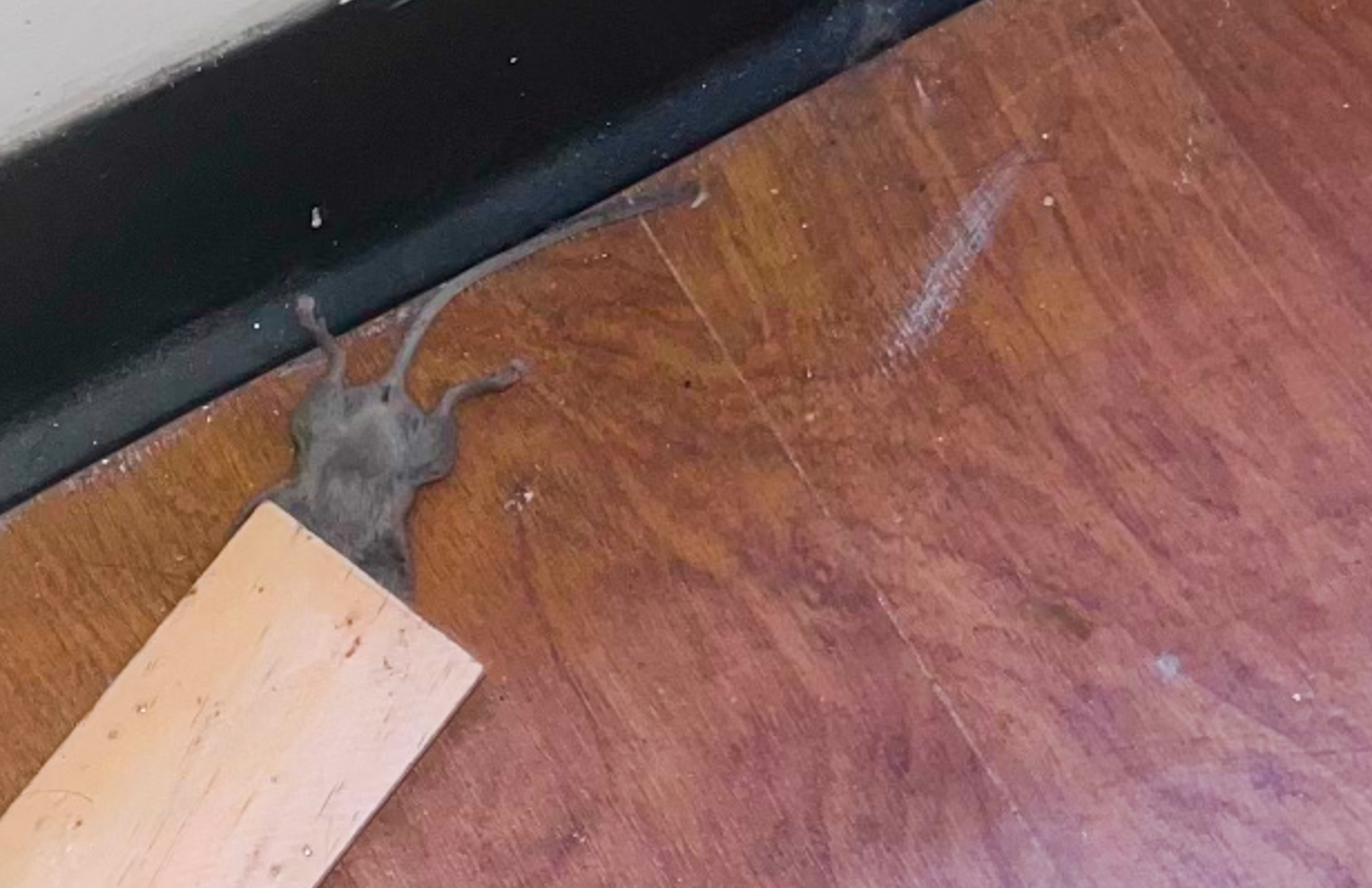 Dozens of students report mice infiltrating dorm rooms