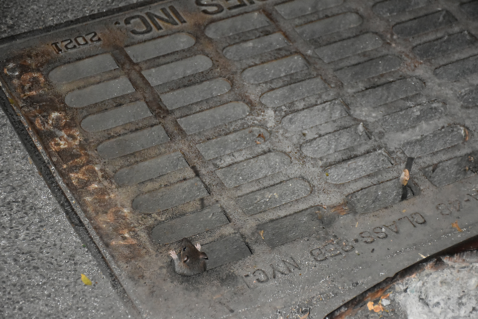 Rats are coming out in unprecedented numbers in West Harlem, driving ...