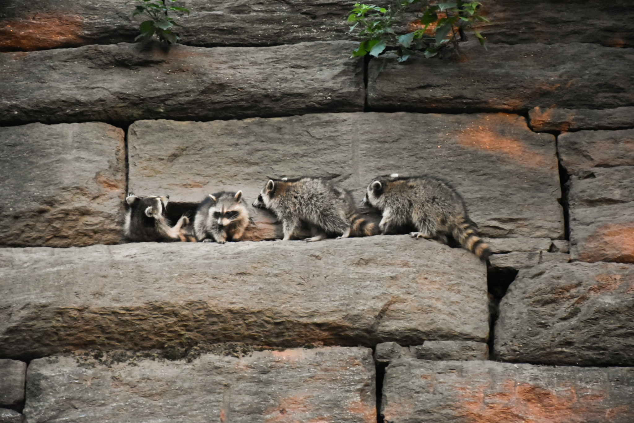A Love Letter to the Riverside Park Raccoons - Columbia Daily Spectator