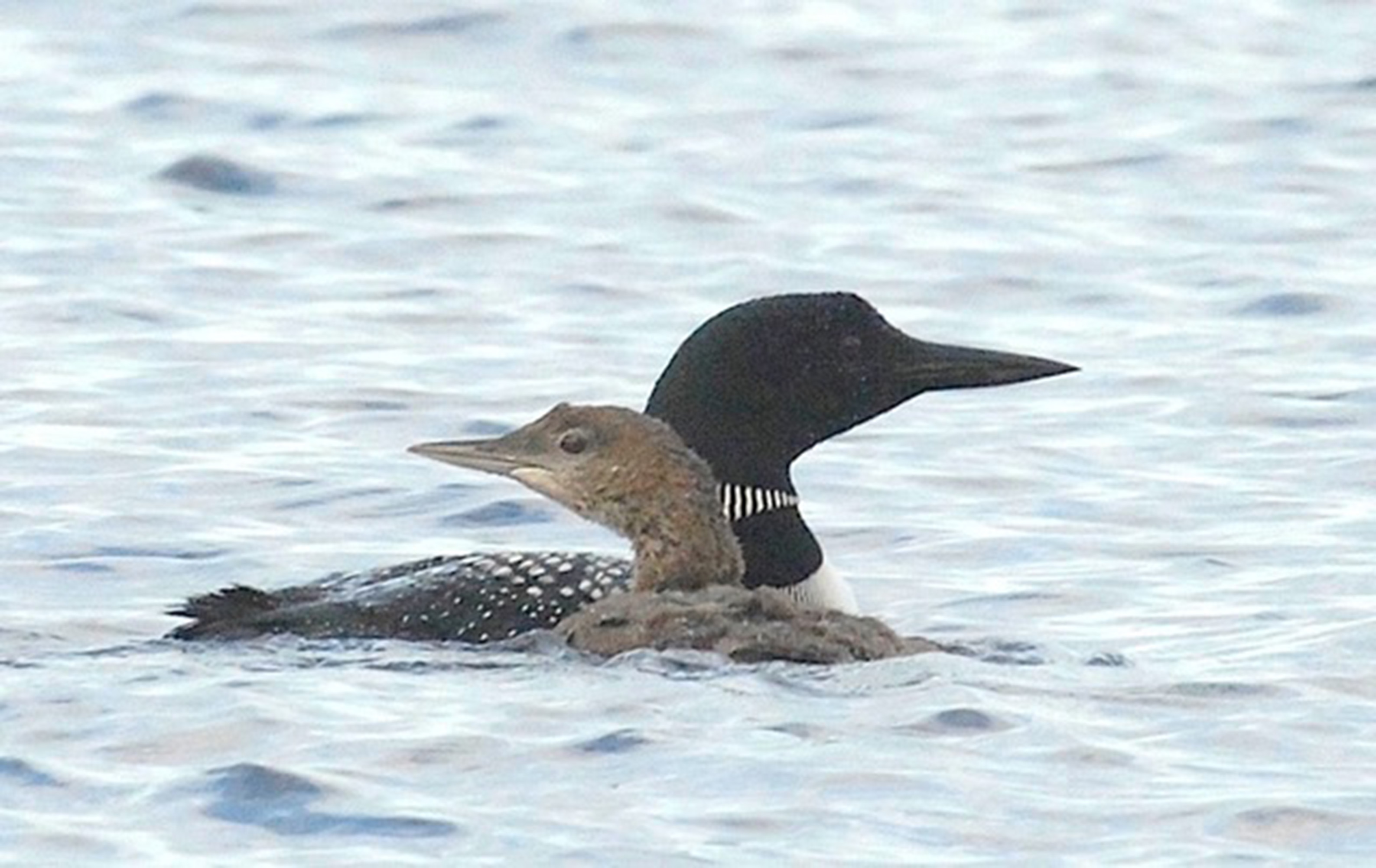 Parent loons to chicks: 'You're on your own' for migration