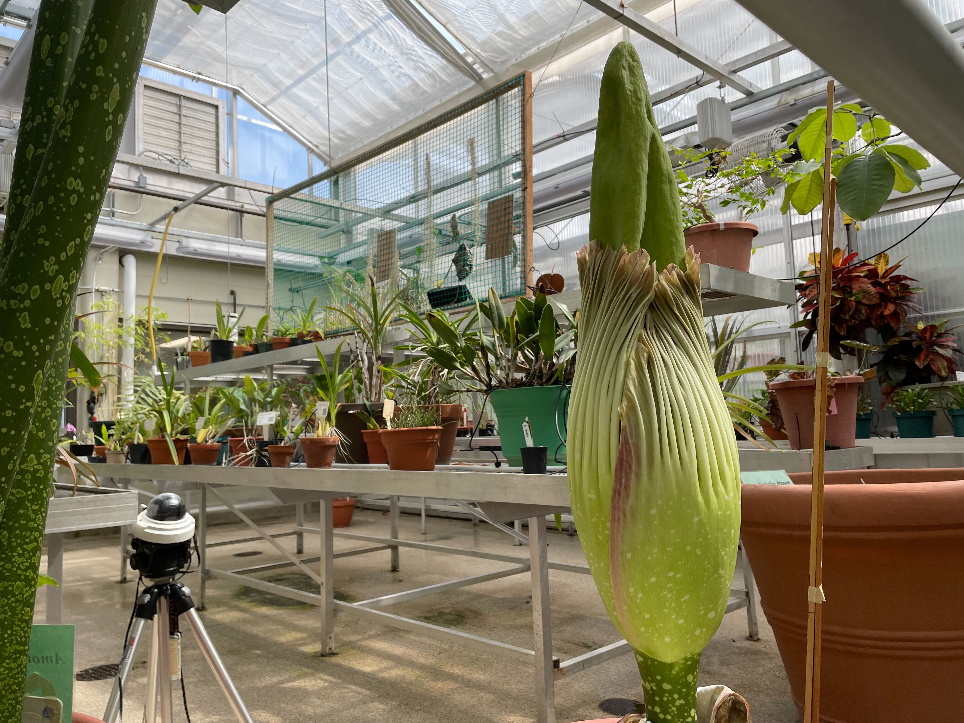 Stinky corpse flower set to bloom at Gustavus Adolphus College