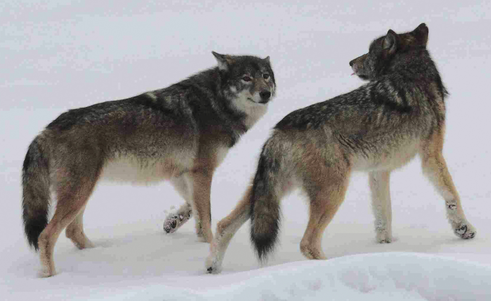 Isle Royale wolf population plummets to three