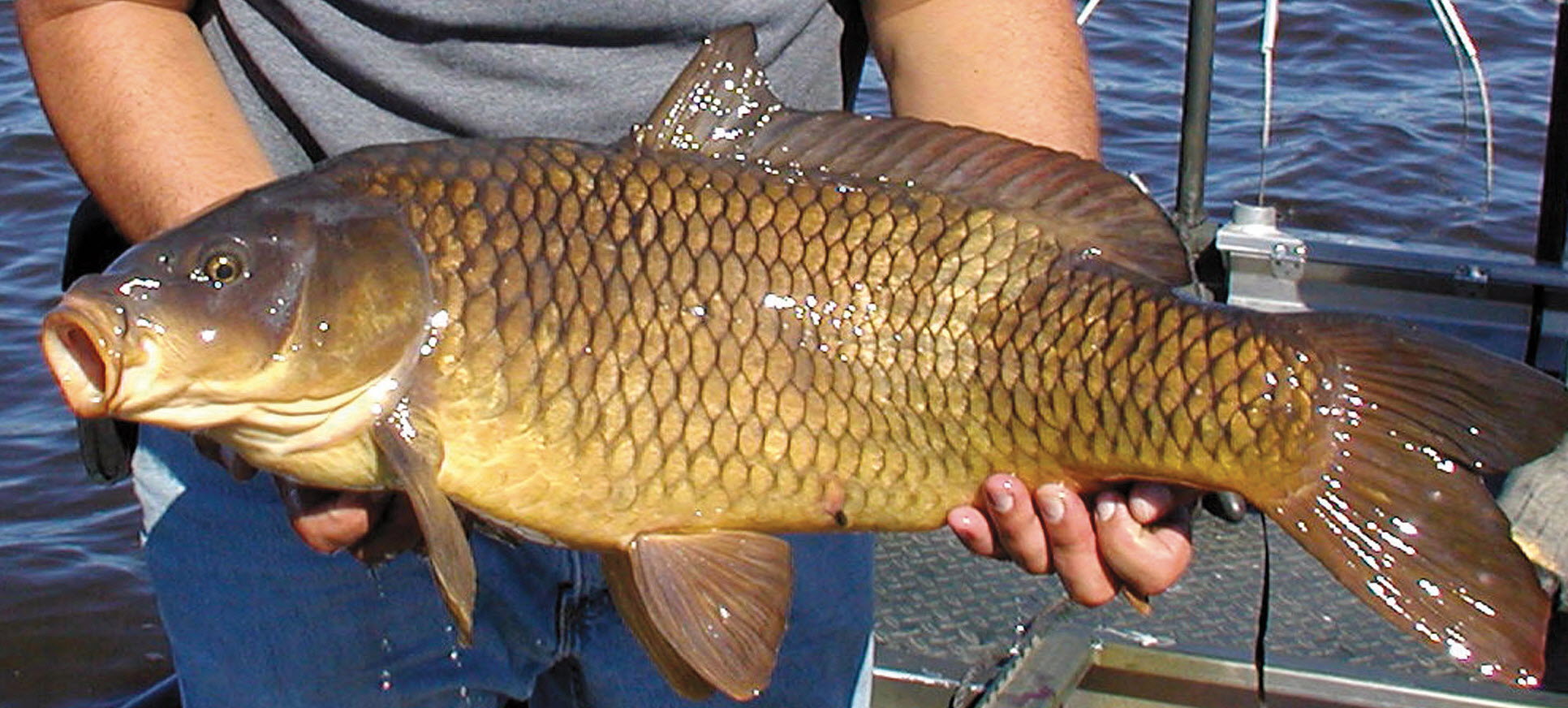 Why some anglers love carp
