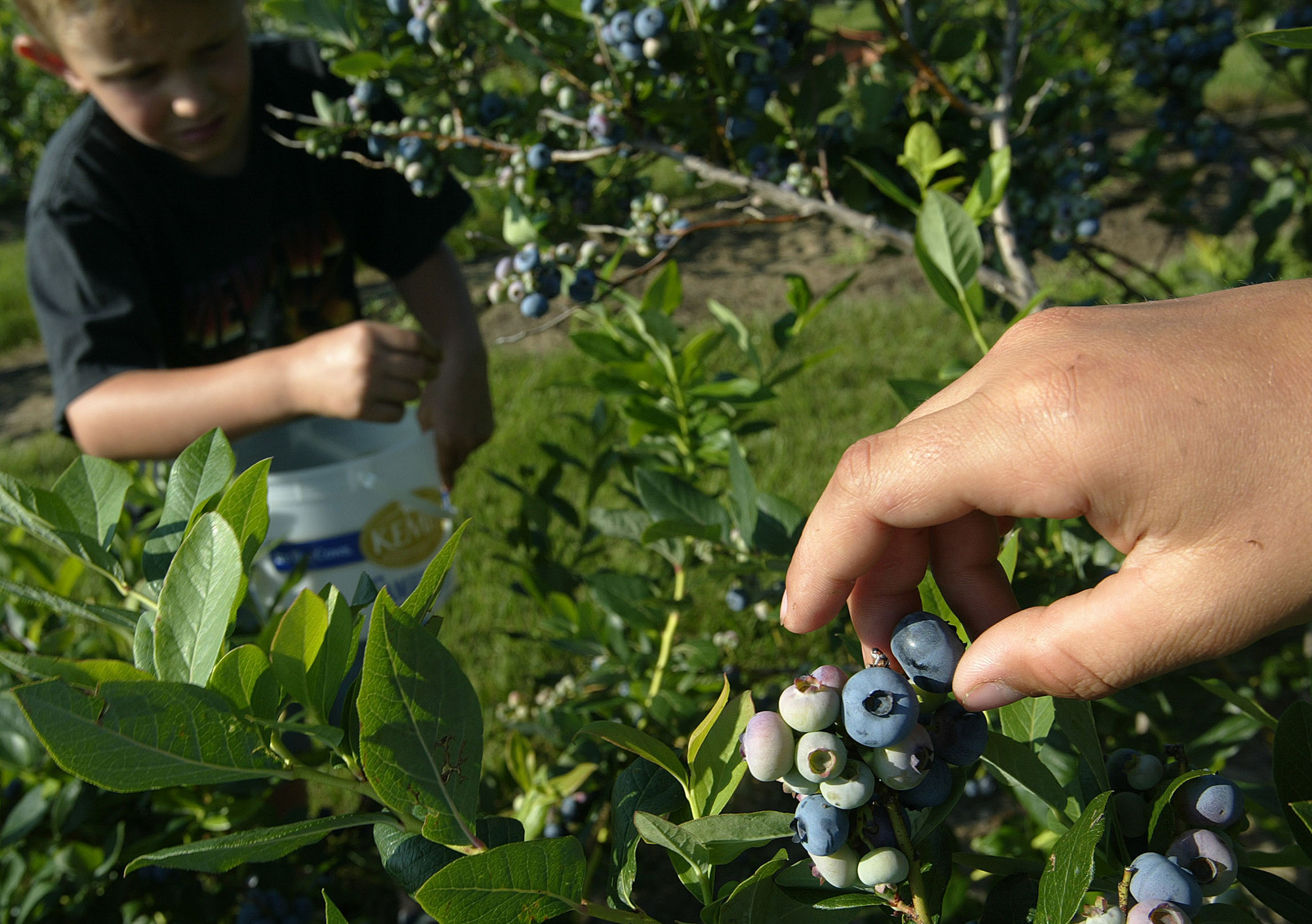 Minnesota blueberry and raspberry U-pick farms are open and ready for ...